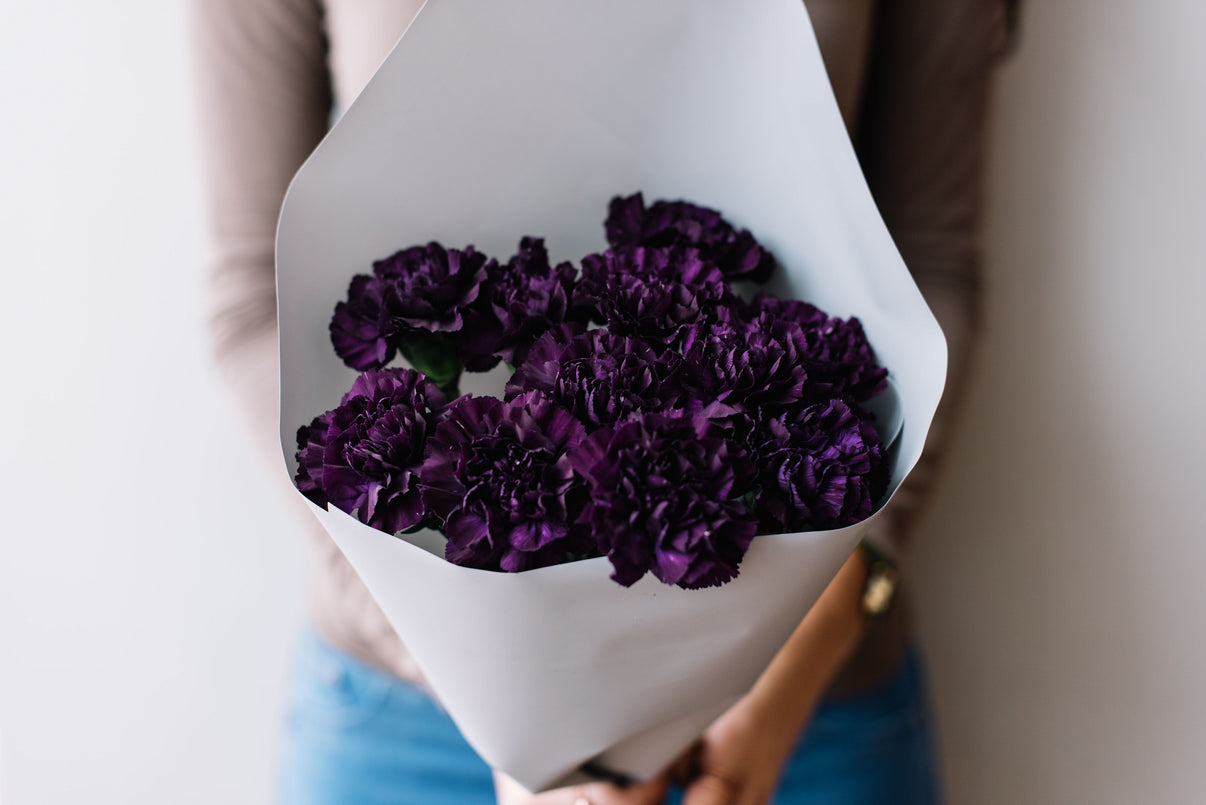 50 BLACK CARNATION King of Blacks Dianthus Caryophyllus Grenadin Doubl ...