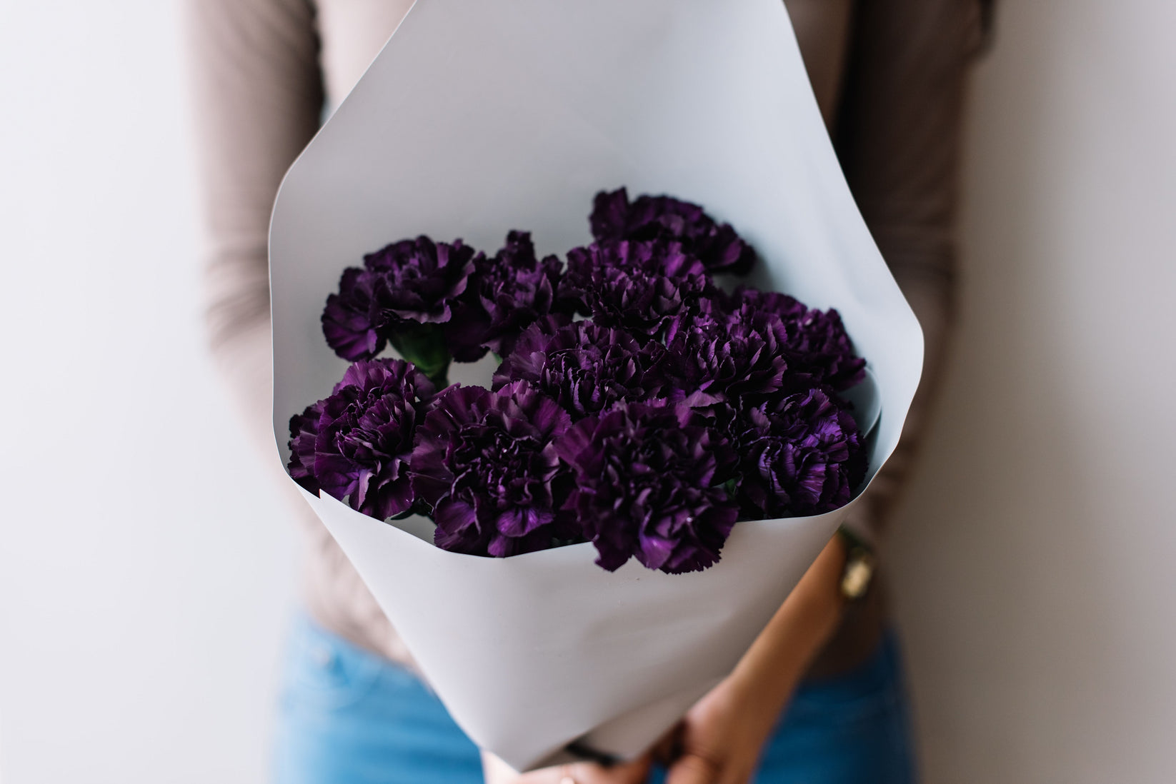 50 BLACK CARNATION King of Blacks Dianthus Caryophyllus Grenadin Doubl ...