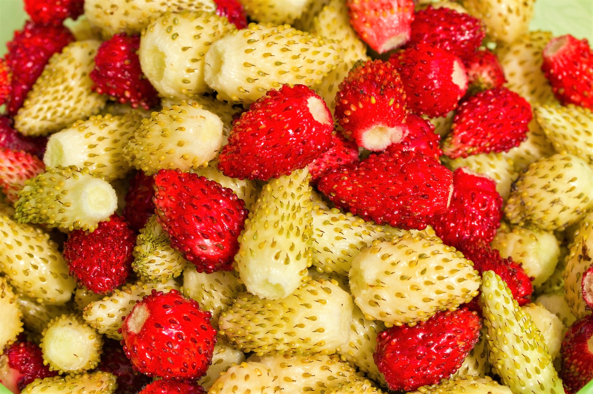 100 YELLOW WONDER STRAWBERRY Everbearing Heirloom Alpine Fragaria Vesc ...