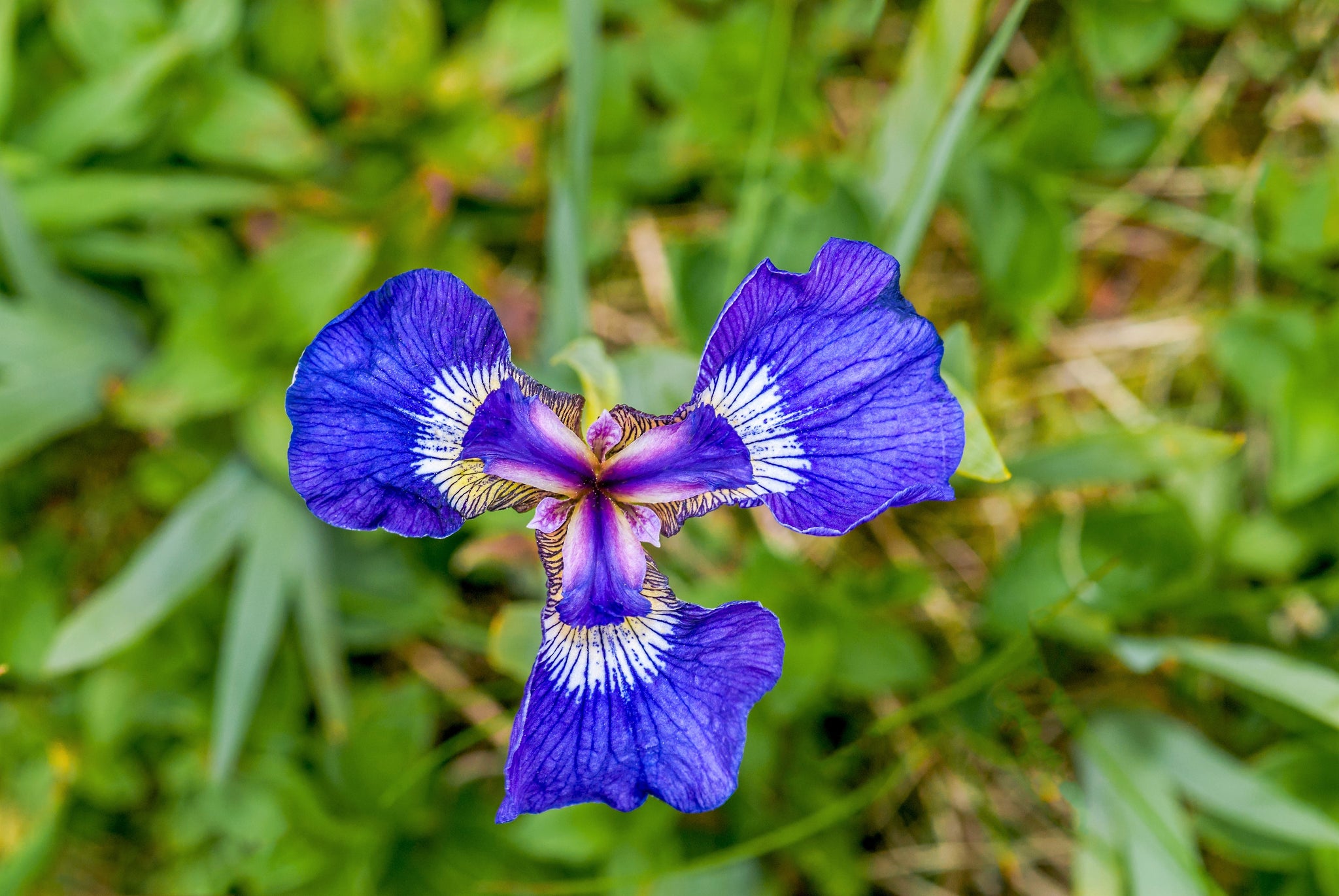 20 ALASKA IRIS Setosa Wild Flag Beachhead Blue Purple White Yellow Nat ...