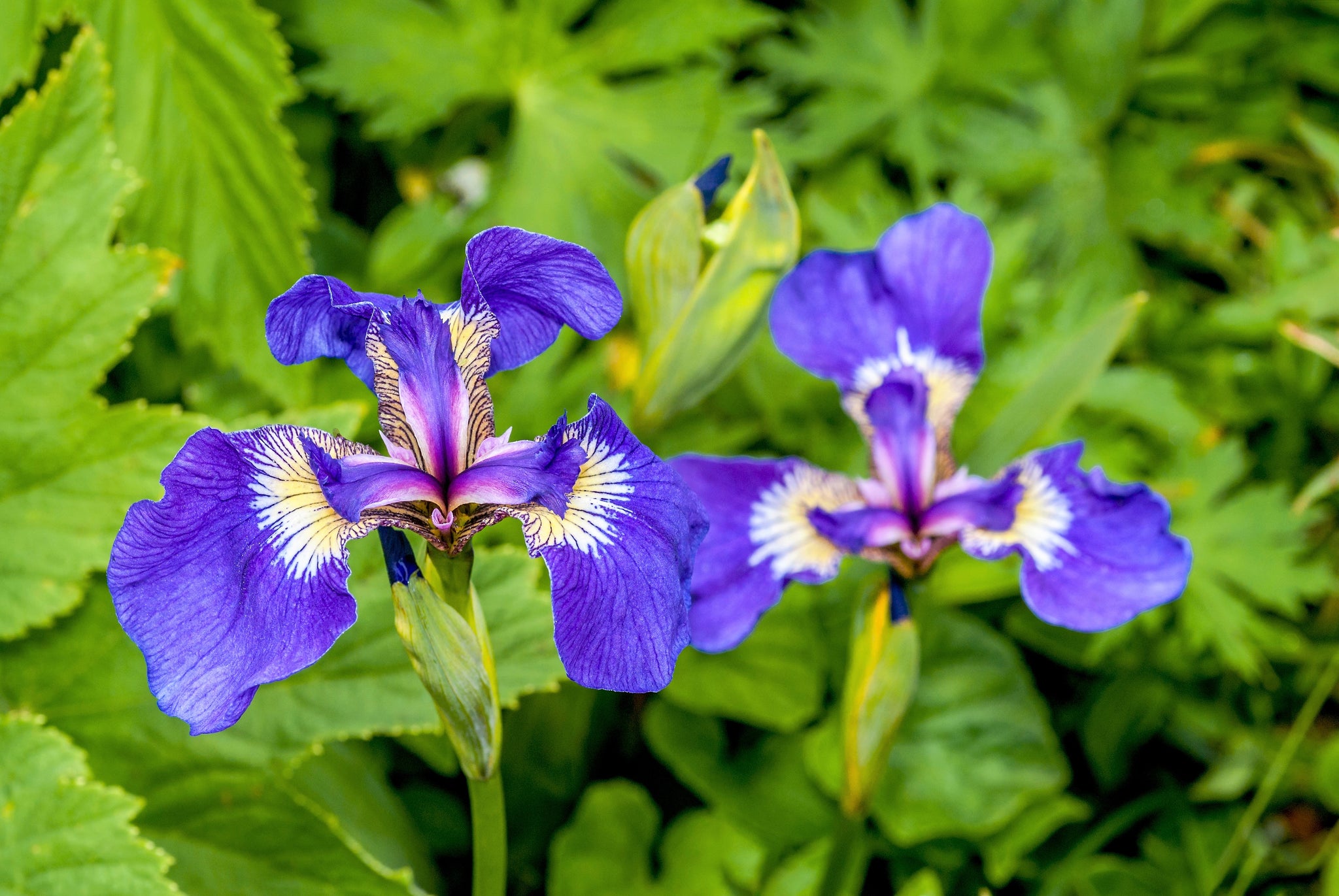 20 ALASKA IRIS Setosa Wild Flag Beachhead Blue Purple White Yellow Nat ...