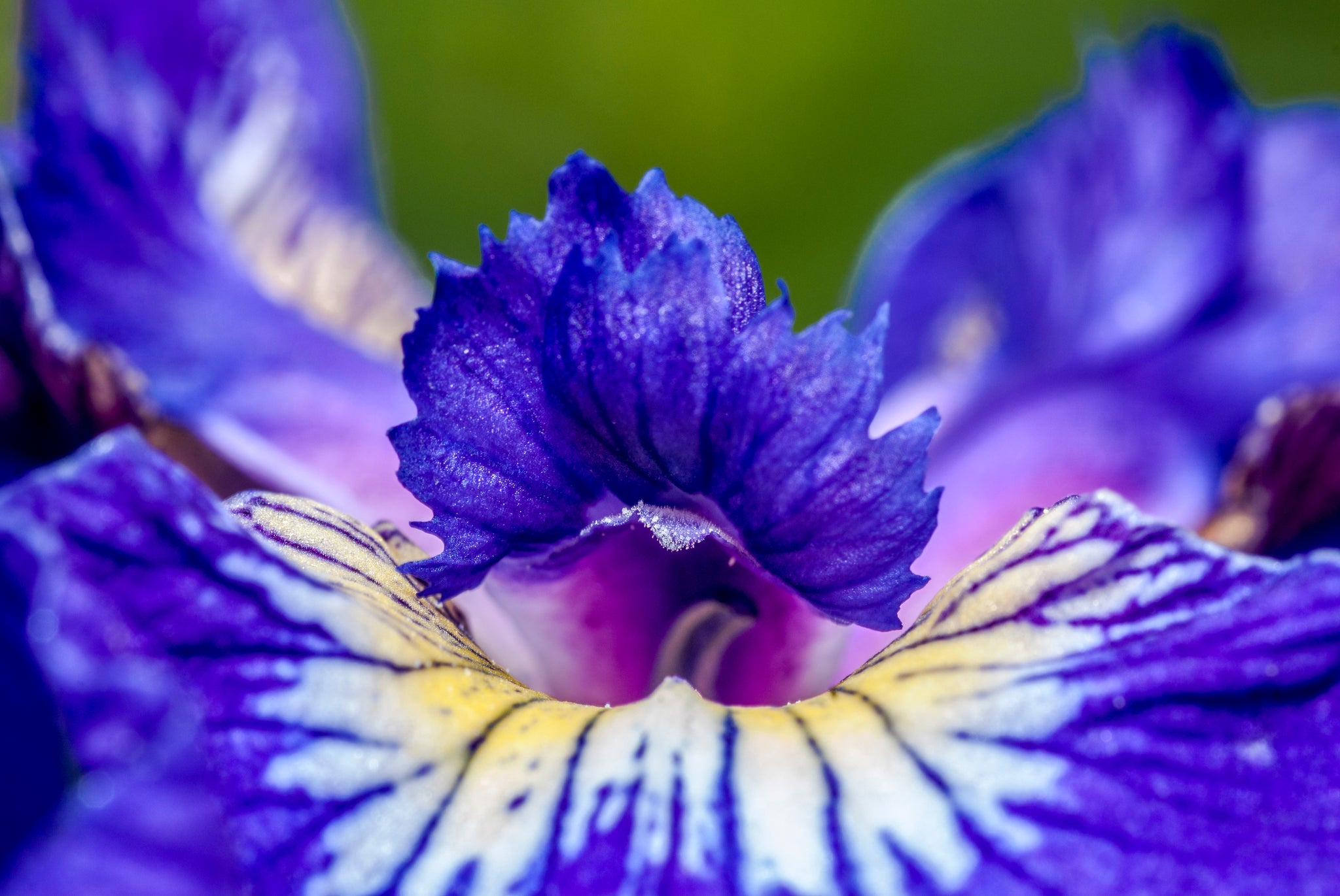 20 ALASKA IRIS Setosa Wild Flag Beachhead Blue Purple White Yellow Nat ...