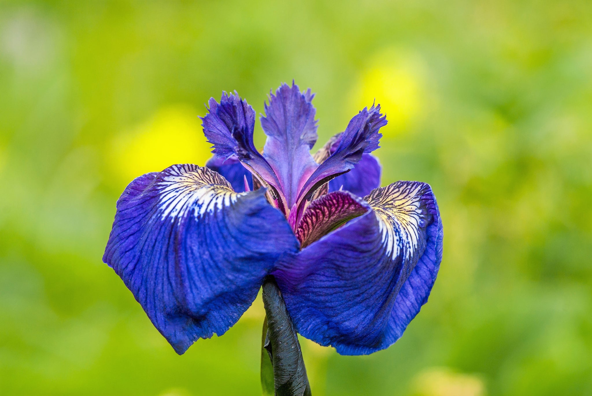 20 ALASKA IRIS Setosa Wild Flag Beachhead Blue Purple White Yellow Nat ...