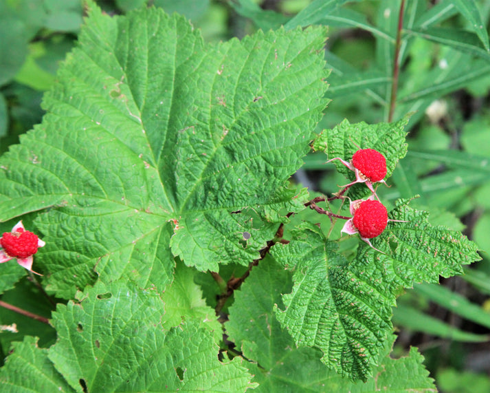 50 THIMBLEBERRY Rubus Parviflorus Edible Red Berry Fruit Native White ...