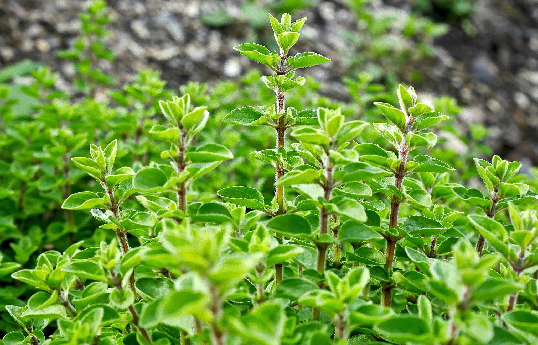 2000 SWEET MARJORAM Origanum Majorana Herb Flower Seeds – Seedville USA