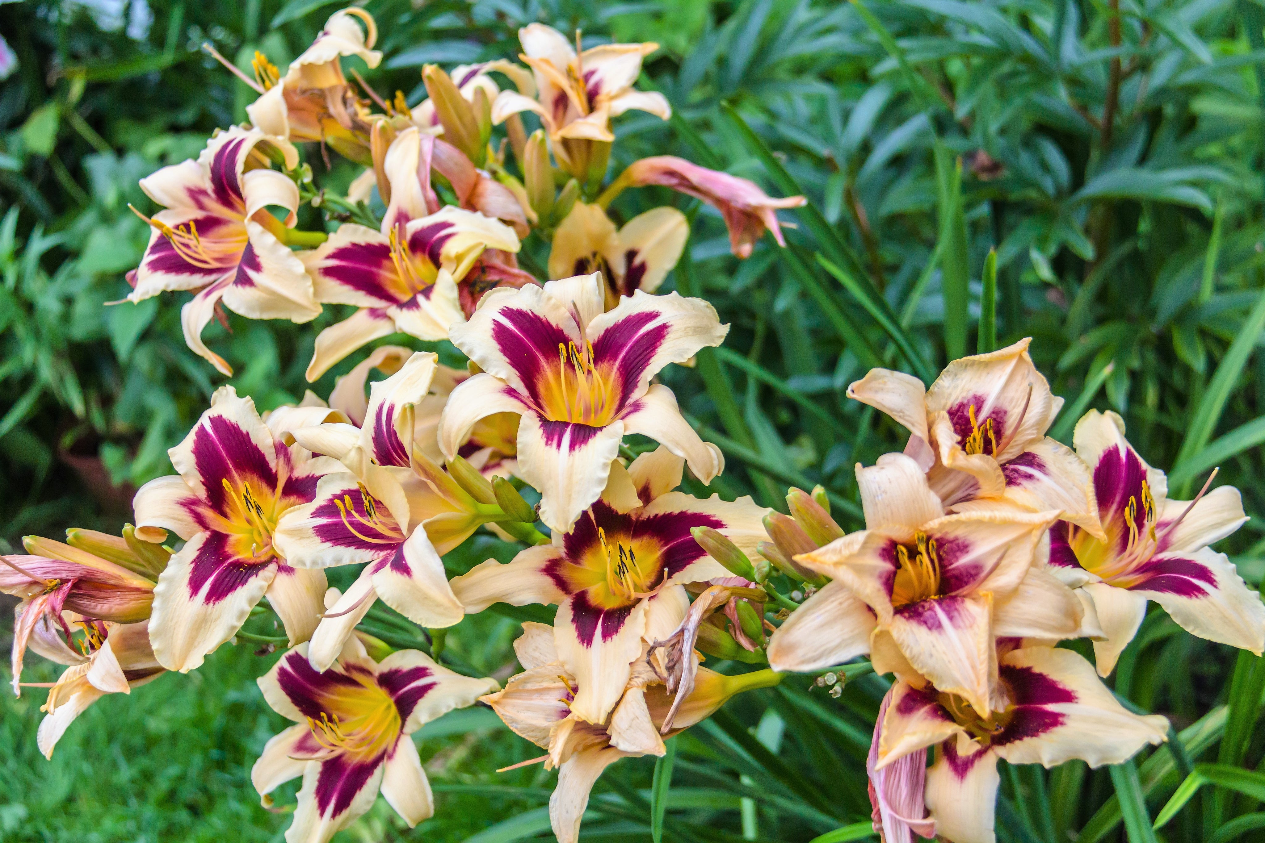 10 MIXED COLORS DAYLILY Hemerocallis Day Lily Fine Mix Red Purple Flow ...