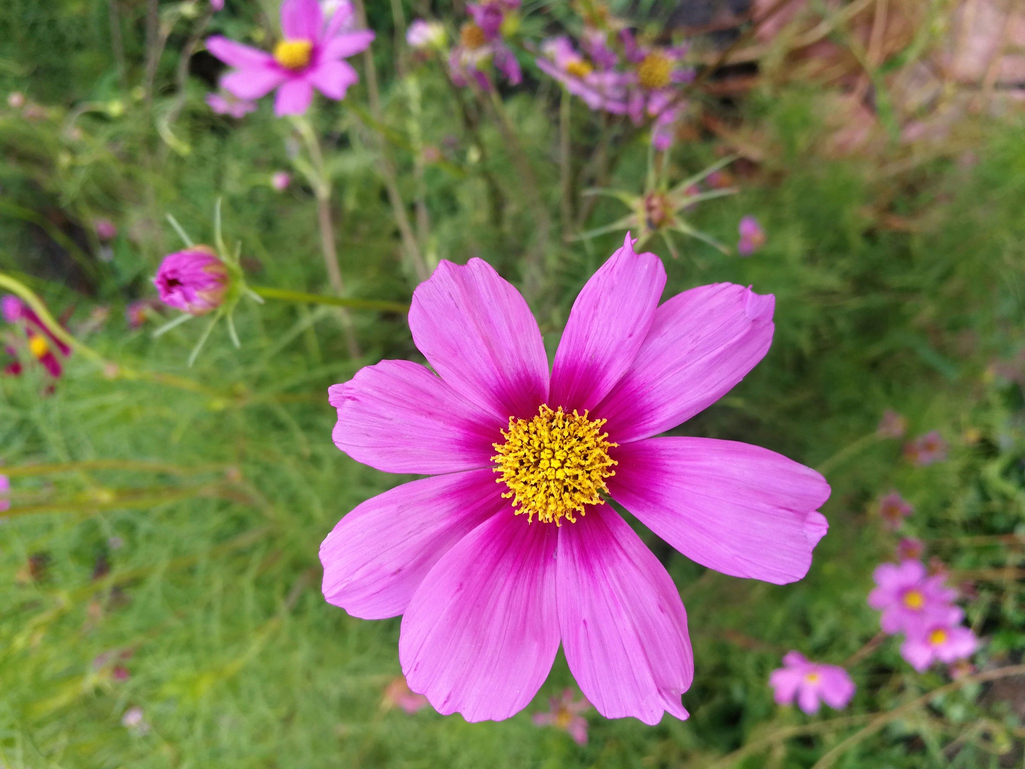 300 GLORIA COSMOS Bipinnatus 2-Tone Pink Fast Growing Flower Seeds ...