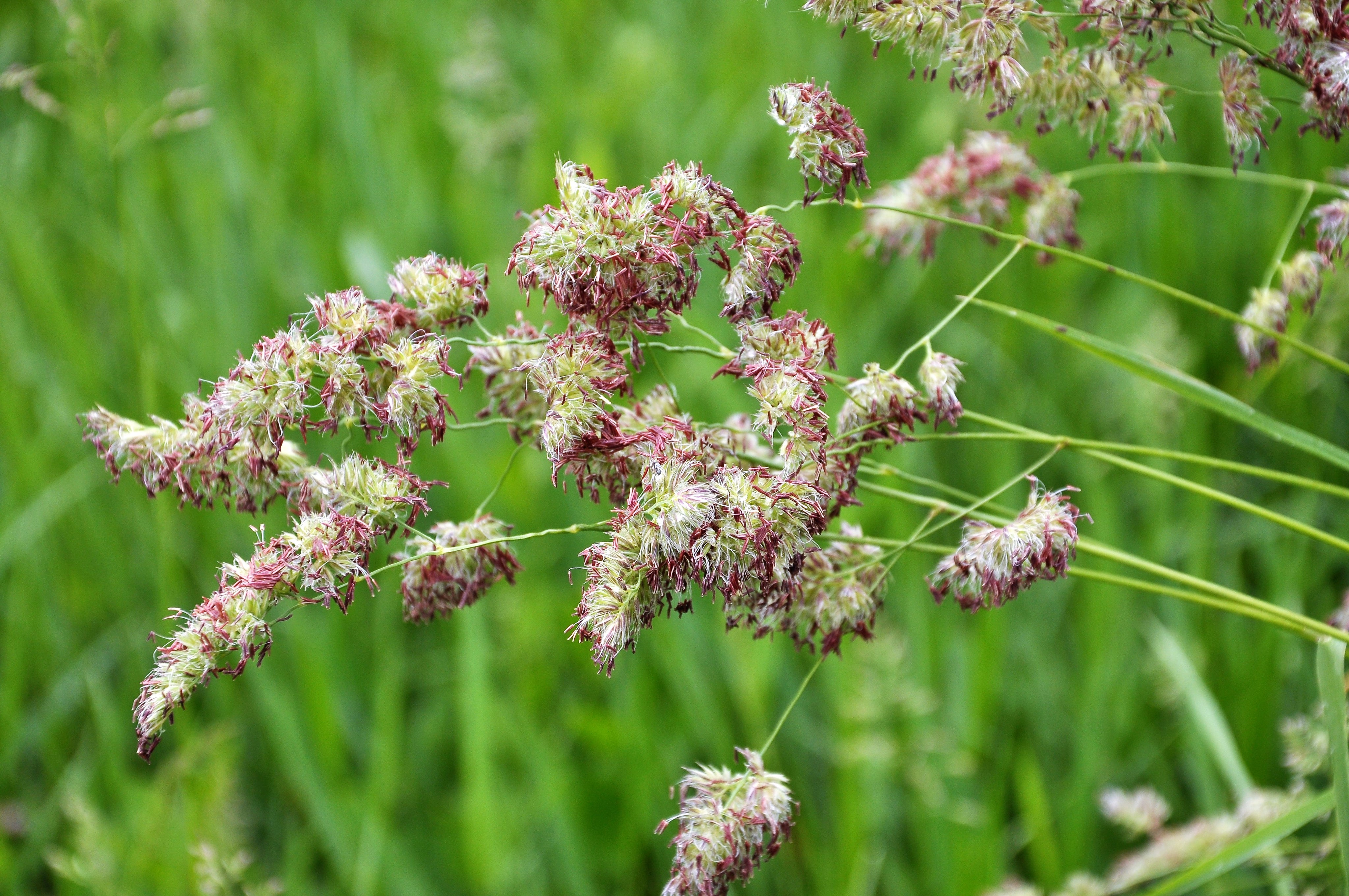 3000 QUICKDRAW ORCHARDGRASS Cat Grass Petgrass Cocksfoot Cool-Season S ...