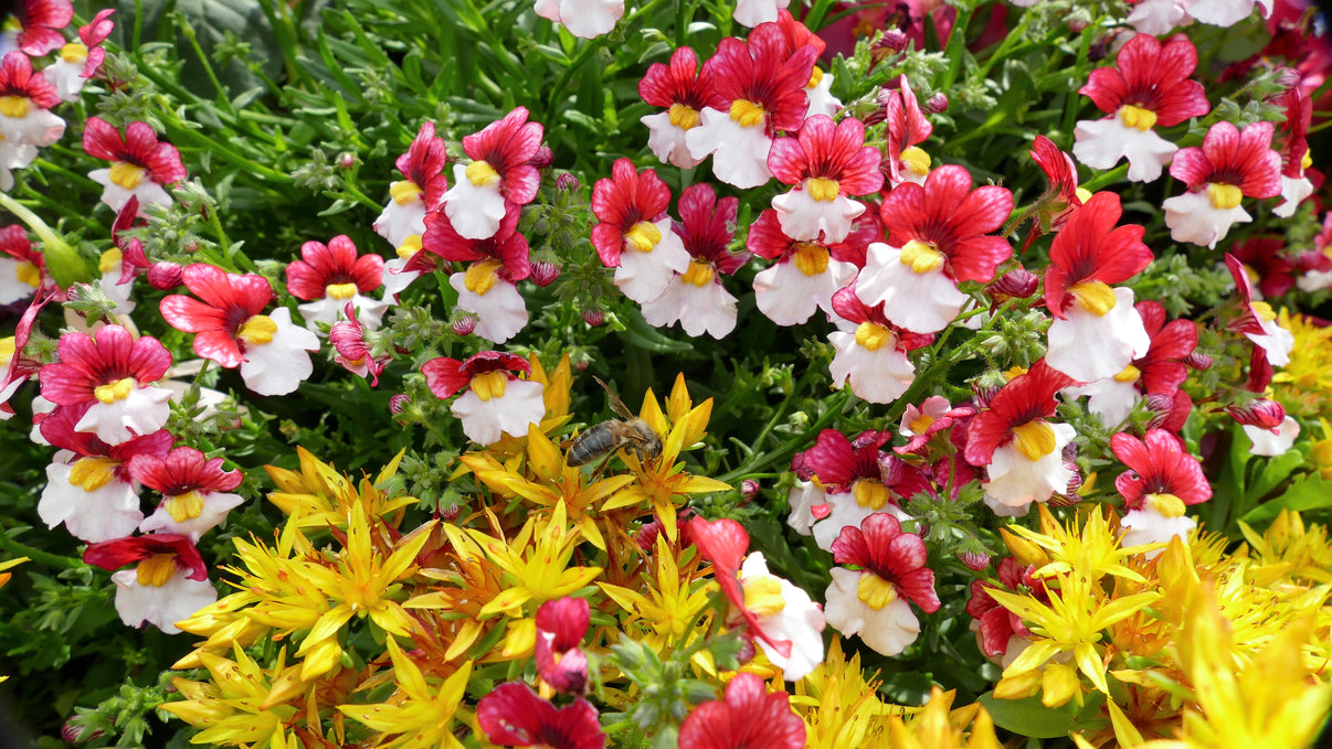 50 RED & WHITE NEMESIA Strumosa Danish Flag Fragrant Bicolor Flower Se ...