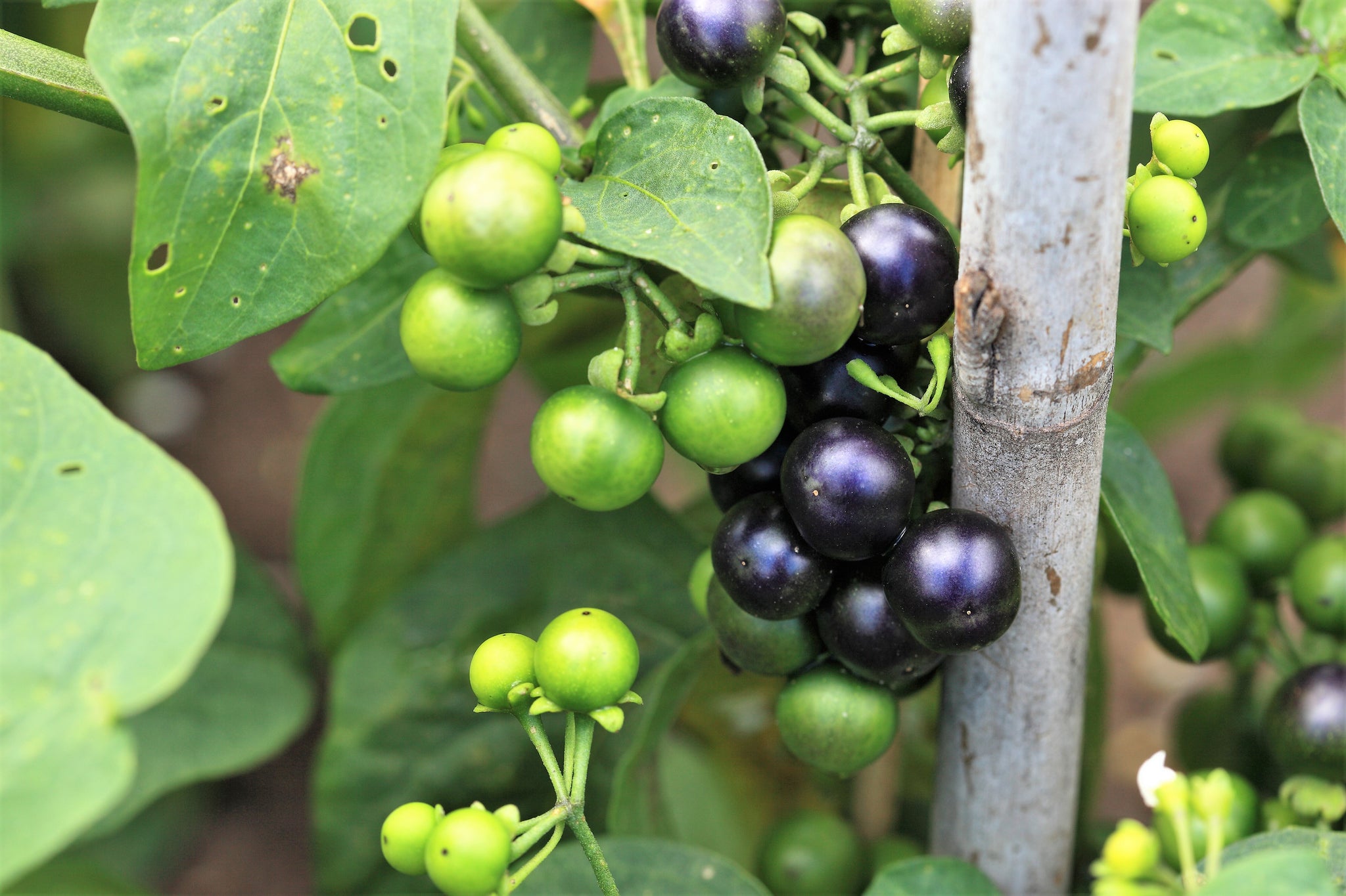 100 GARDEN HUCKLEBERRY (Ground Cherry) Solanum Melanocerasum Berry Fru ...