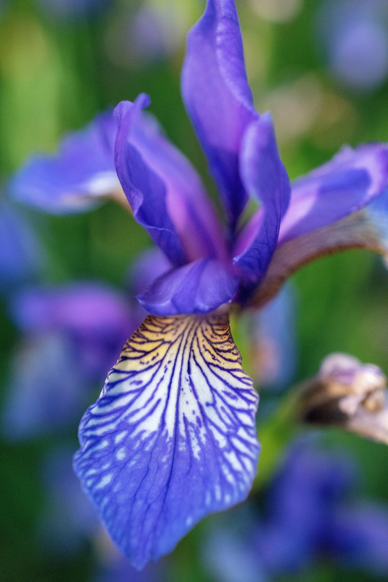 20 ALASKA IRIS Setosa Wild Flag Beachhead Blue Purple White Yellow Nat ...