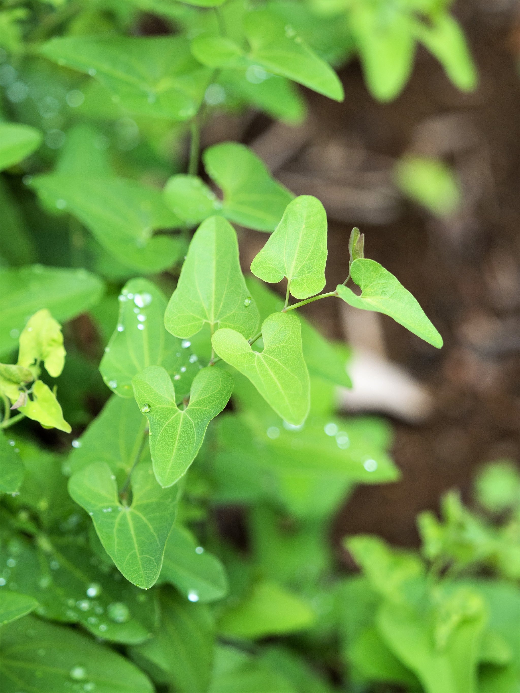 20 SLENDER DUTCHMAN'S PIPE Pipevine Aristolochia Debilis Deep Purple F ...