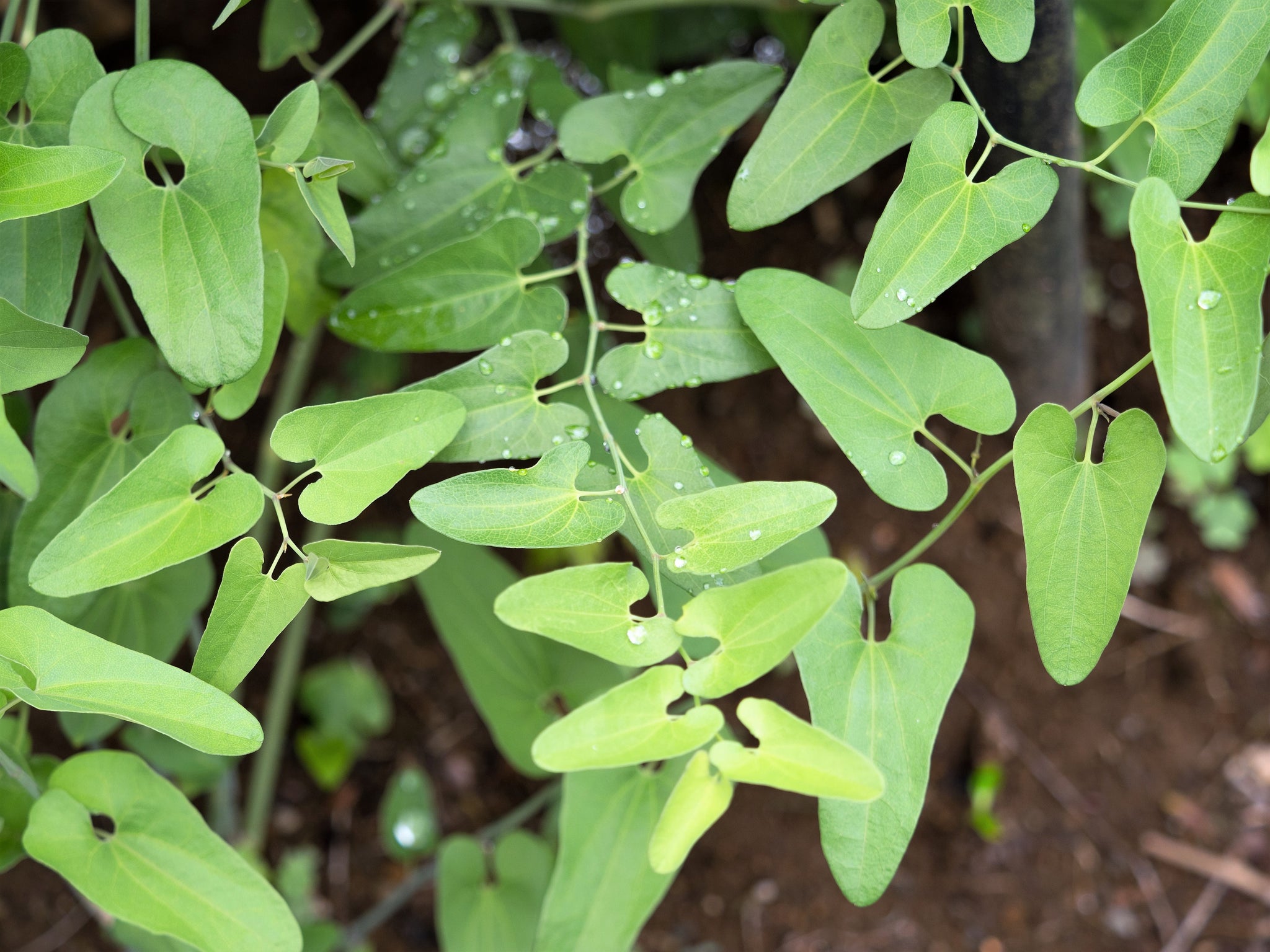 20 SLENDER DUTCHMAN'S PIPE Pipevine Aristolochia Debilis Deep Purple F ...