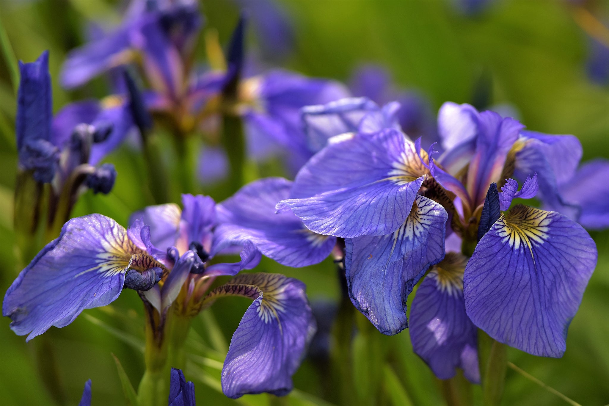20 ALASKA IRIS Setosa Wild Flag Beachhead Blue Purple White Yellow Nat ...