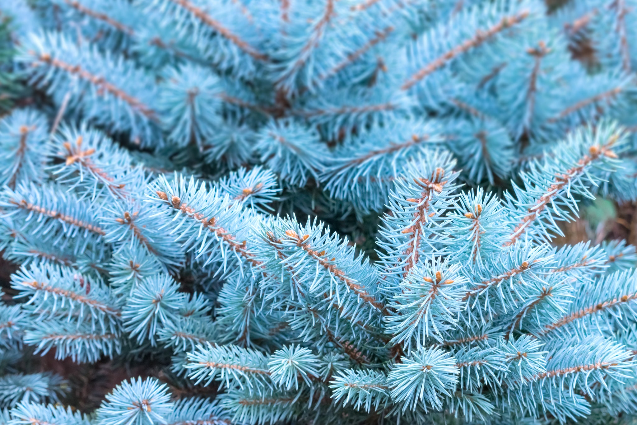 50 Colorado BLUE SPRUCE Tree Picea Pungens Glauca Christmas Tree White ...
