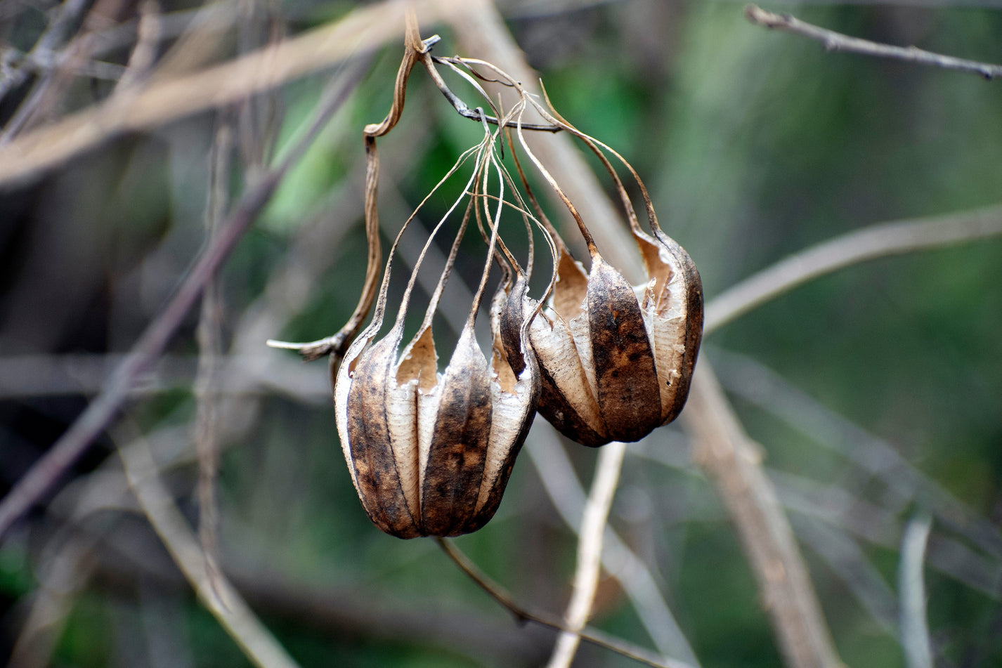 20 SLENDER DUTCHMAN'S PIPE Pipevine Aristolochia Debilis Deep Purple F ...