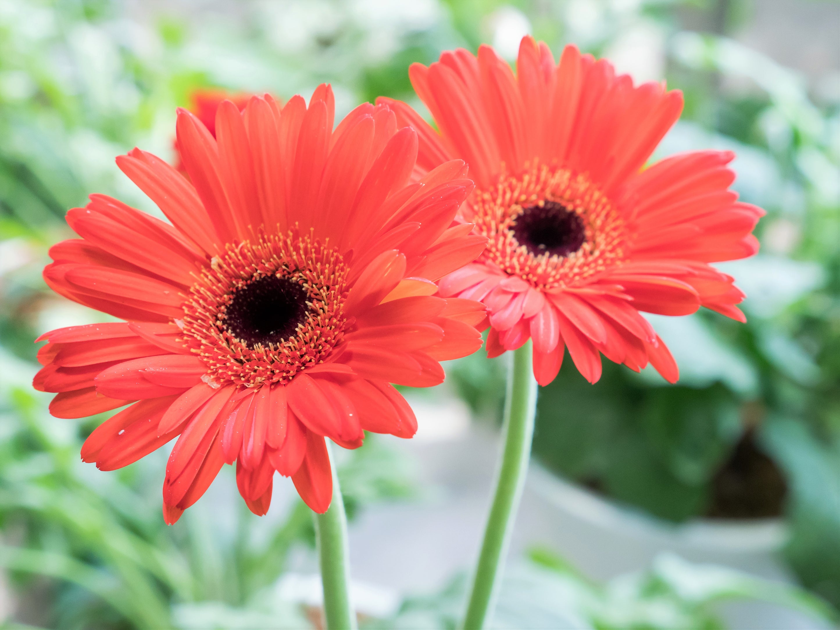 20 GERBER DAISY Mix Gerbera Jamesonii aka Barberton or African Daisy M ...