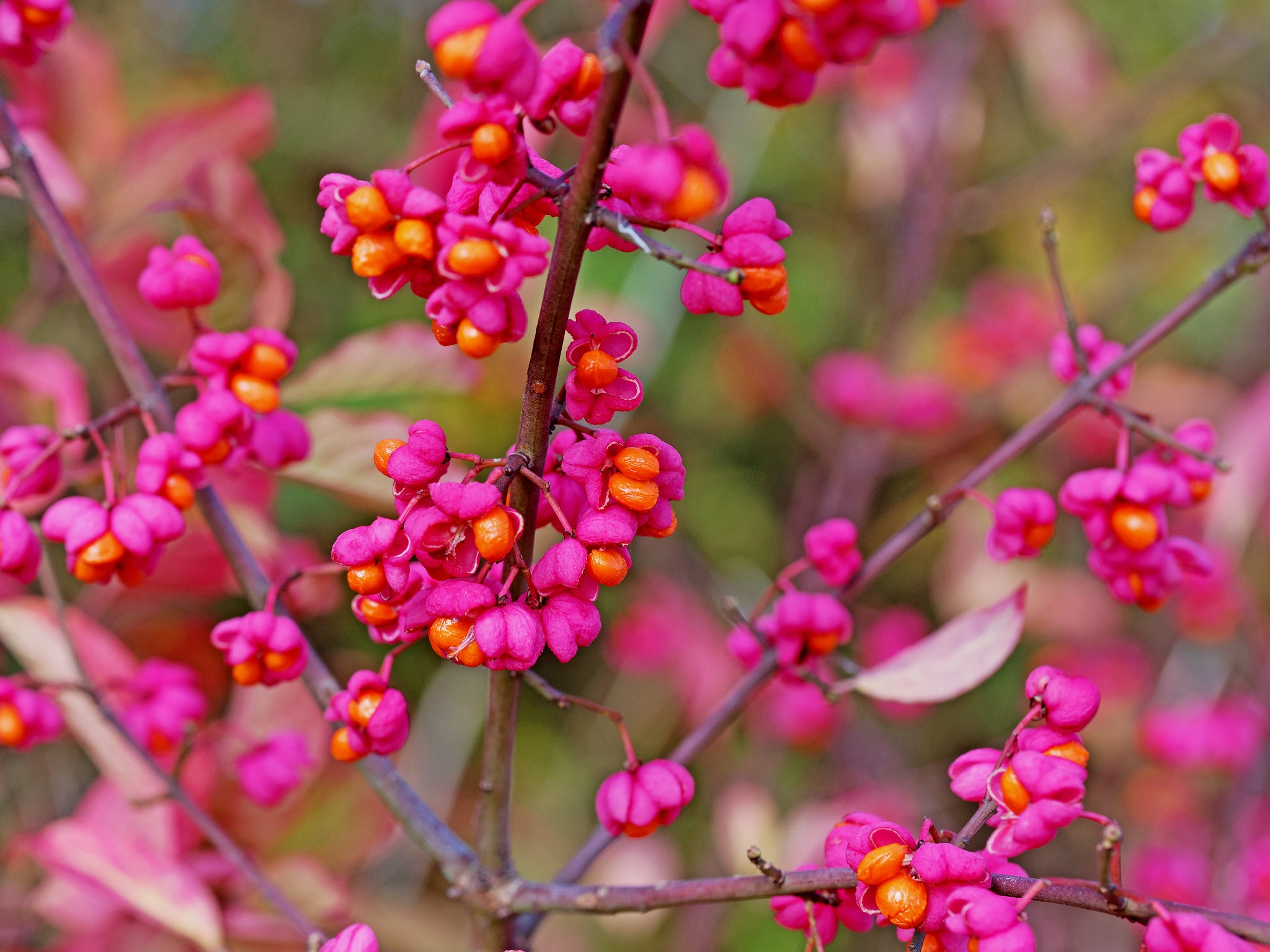 25 EUROPEAN SPINDLE TREE Euonymus Europaeus Spindletree Pink & Orange ...