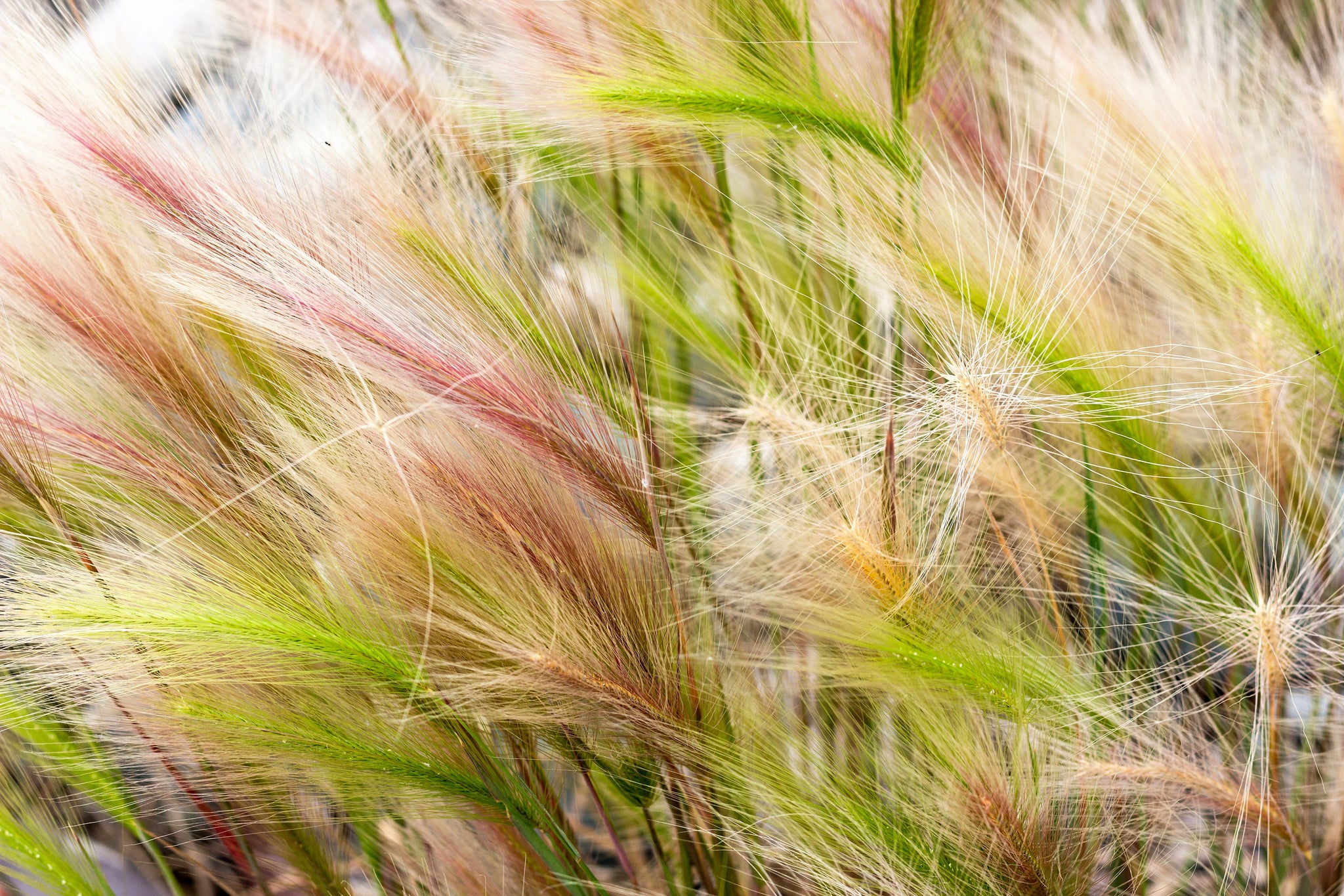 40 SQUIRREL TAIL Barley GRASS (Foxtail Barley) Hordeum Jubatum Ornamen ...