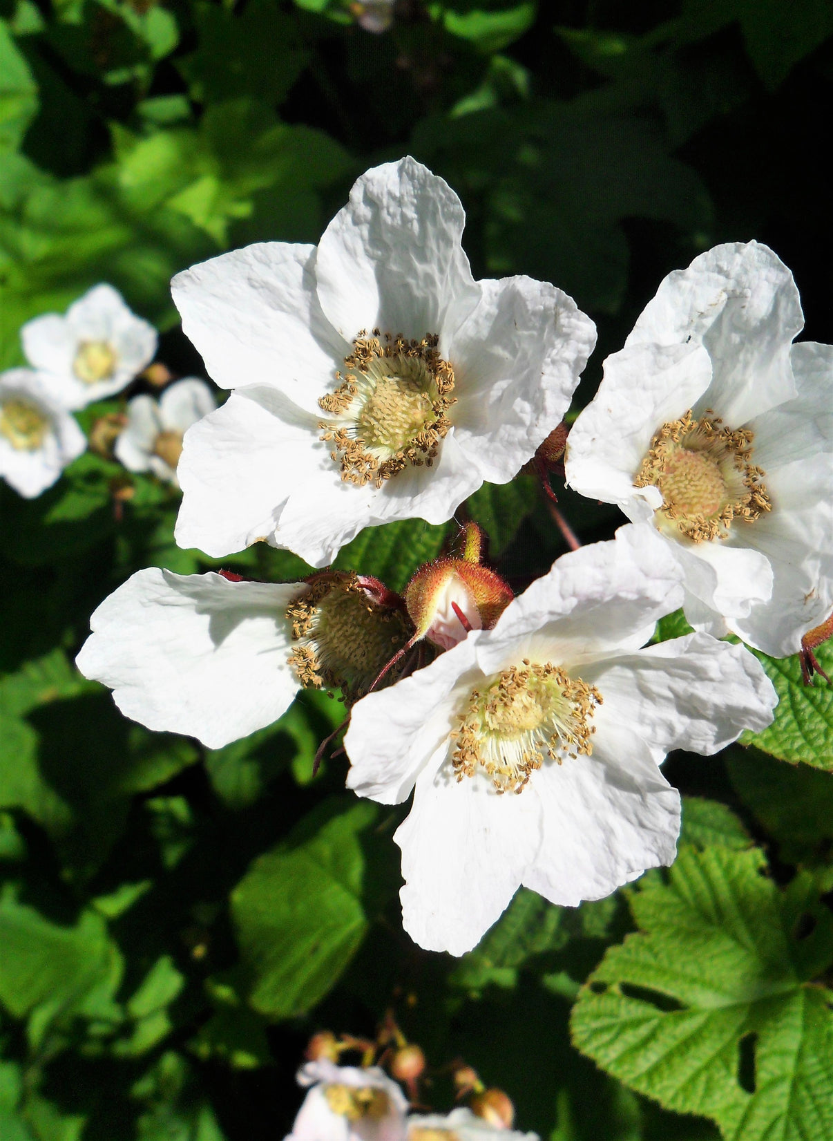 50 THIMBLEBERRY Rubus Parviflorus Edible Red Berry Fruit Native White ...