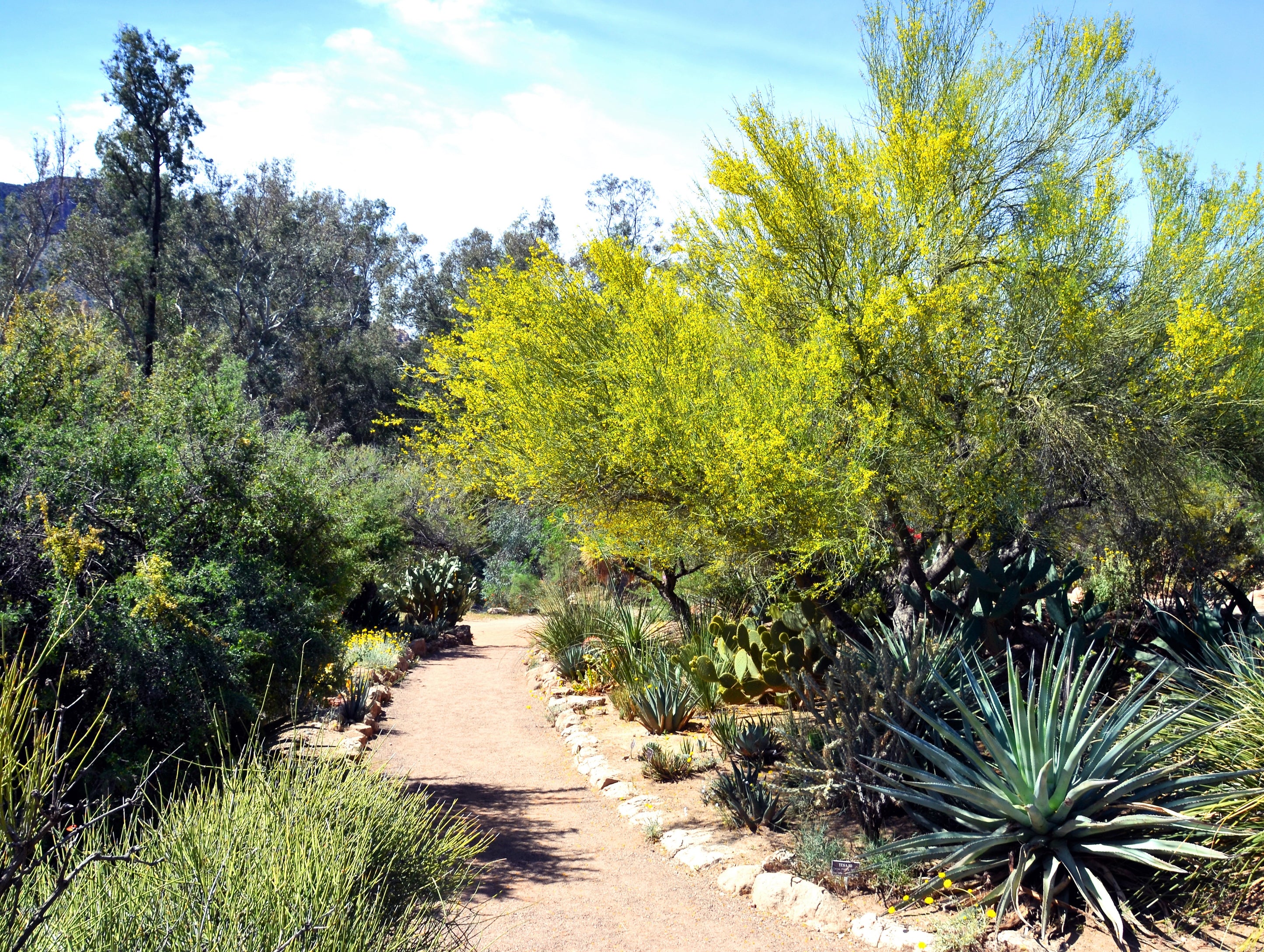 25 JERUSALEM THORN TREE Mexican Palo Verde Parkinsonia Aculeata Yellow ...