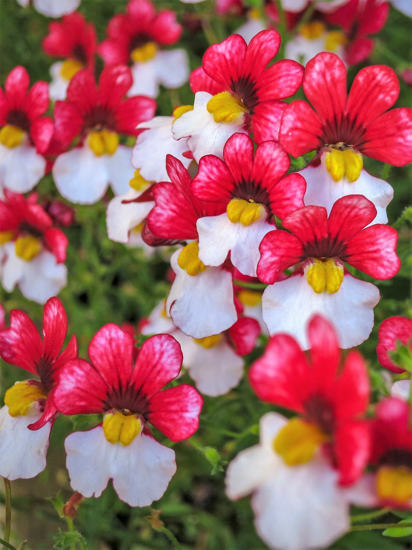 50 RED & WHITE NEMESIA Strumosa Danish Flag Fragrant Bicolor Flower Se ...
