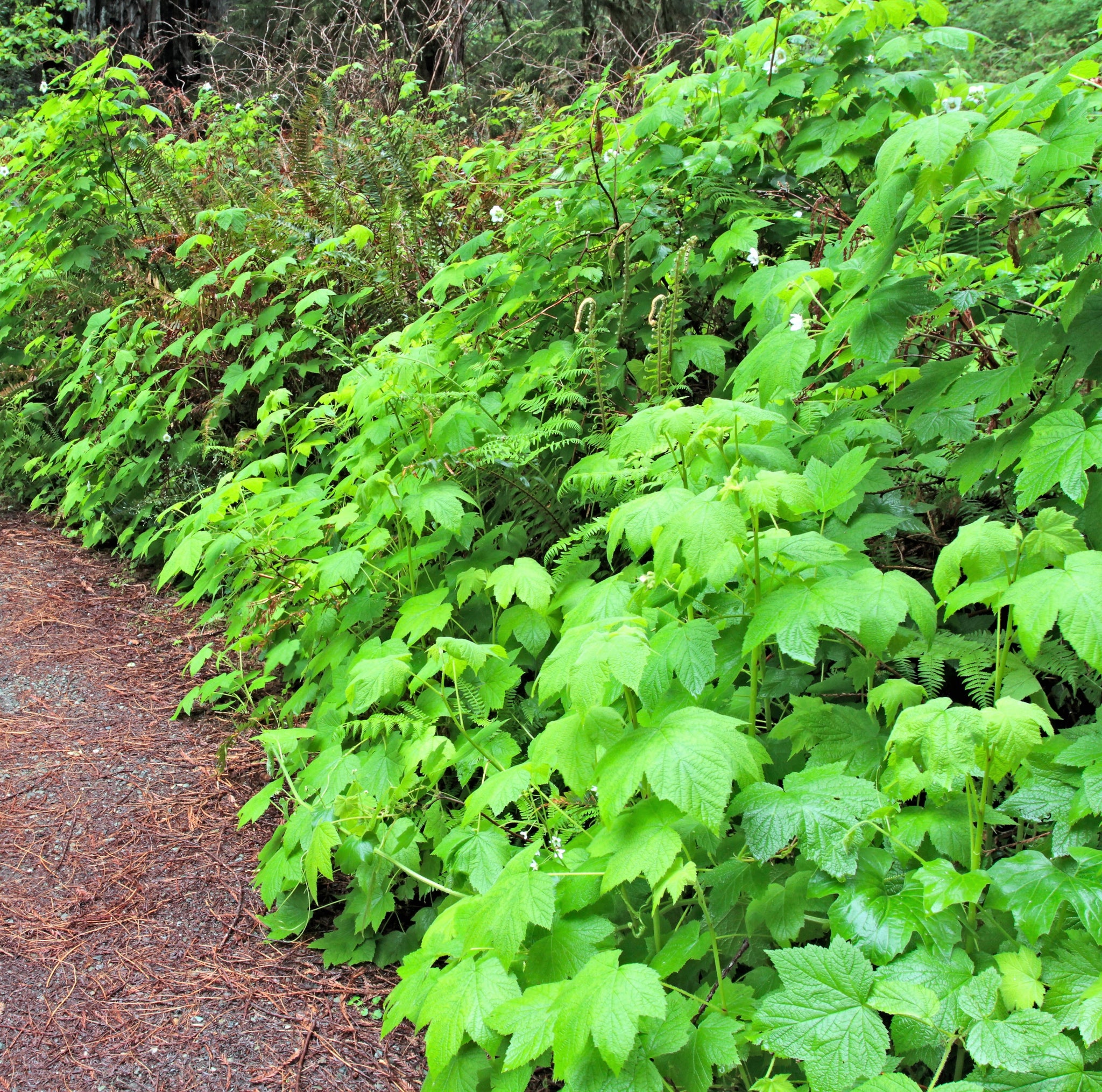 50 THIMBLEBERRY Rubus Parviflorus Edible Red Berry Fruit Native White ...