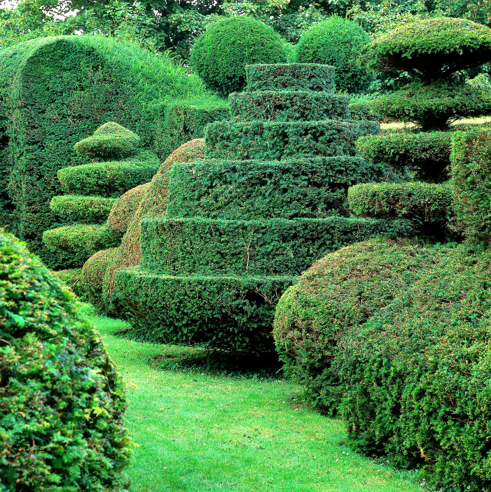 10 PACIFIC YEW Tree Taxus Baccata Brevifolia Evergreen Conifer Sun or ...