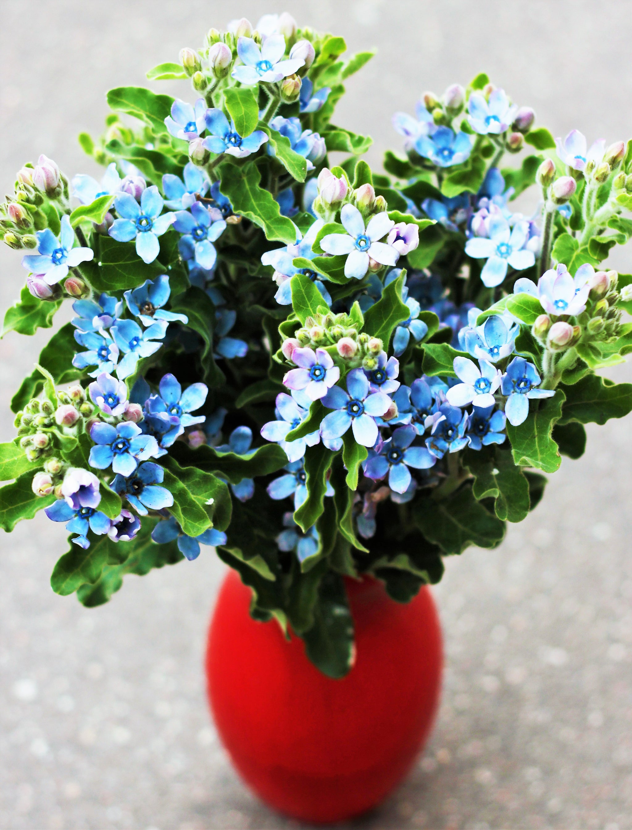 10 TWEEDIA BLUE MILKWEED Southern Star of Argentine Tweedia Caerulea s ...