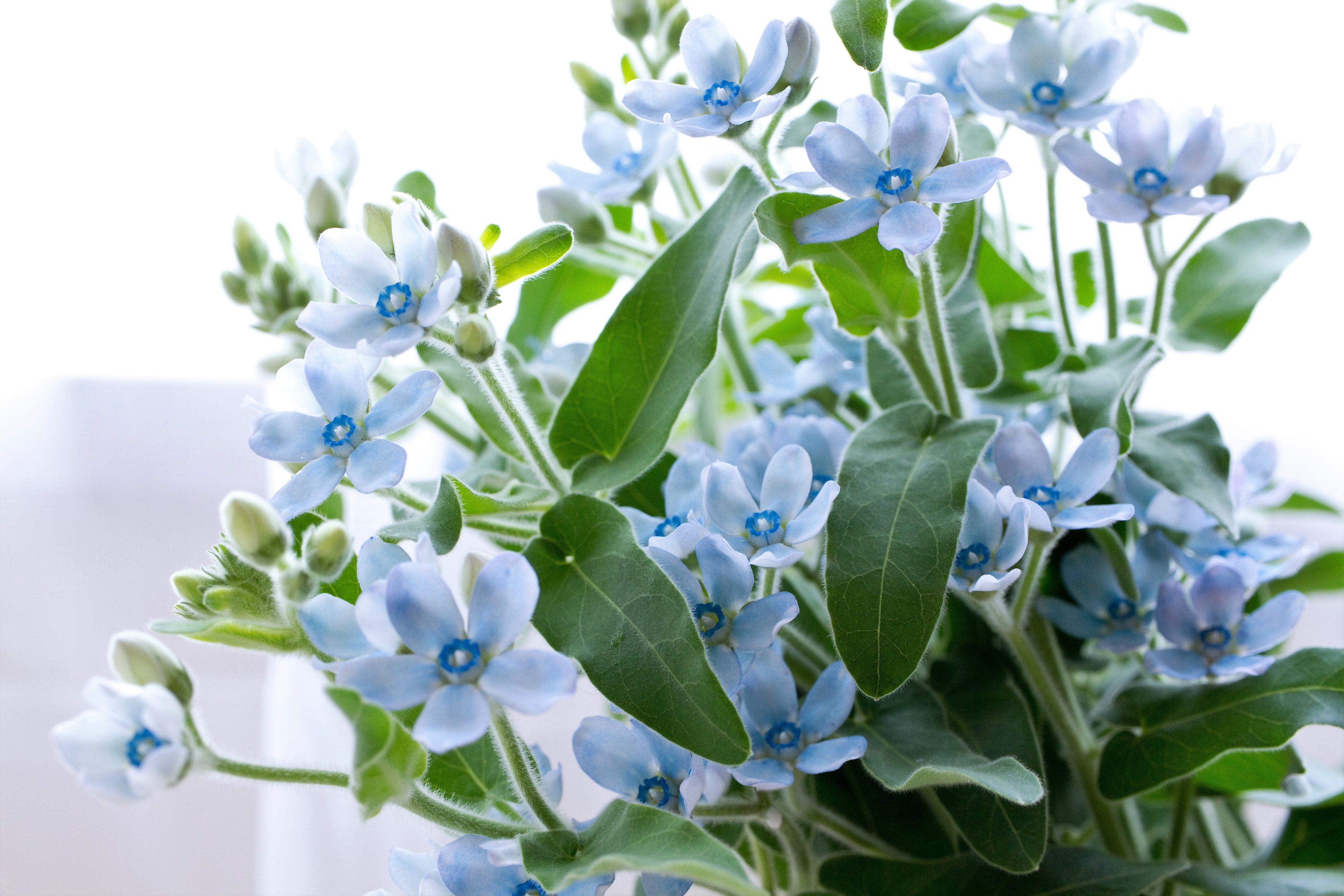 10 TWEEDIA BLUE MILKWEED Southern Star of Argentine Tweedia Caerulea s ...