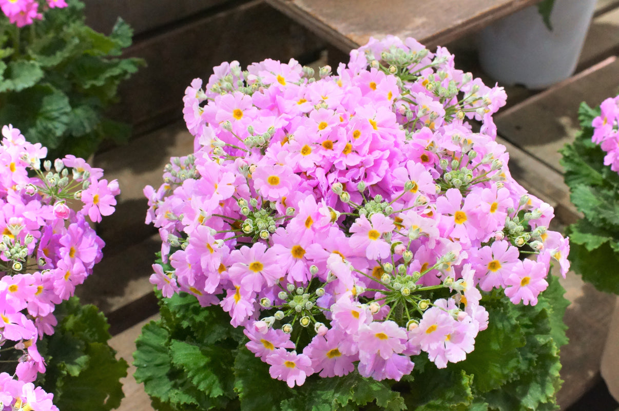 100 PINK FAIRY PRIMROSE Primula Malacoides Baby Primrose Shade Housepl ...