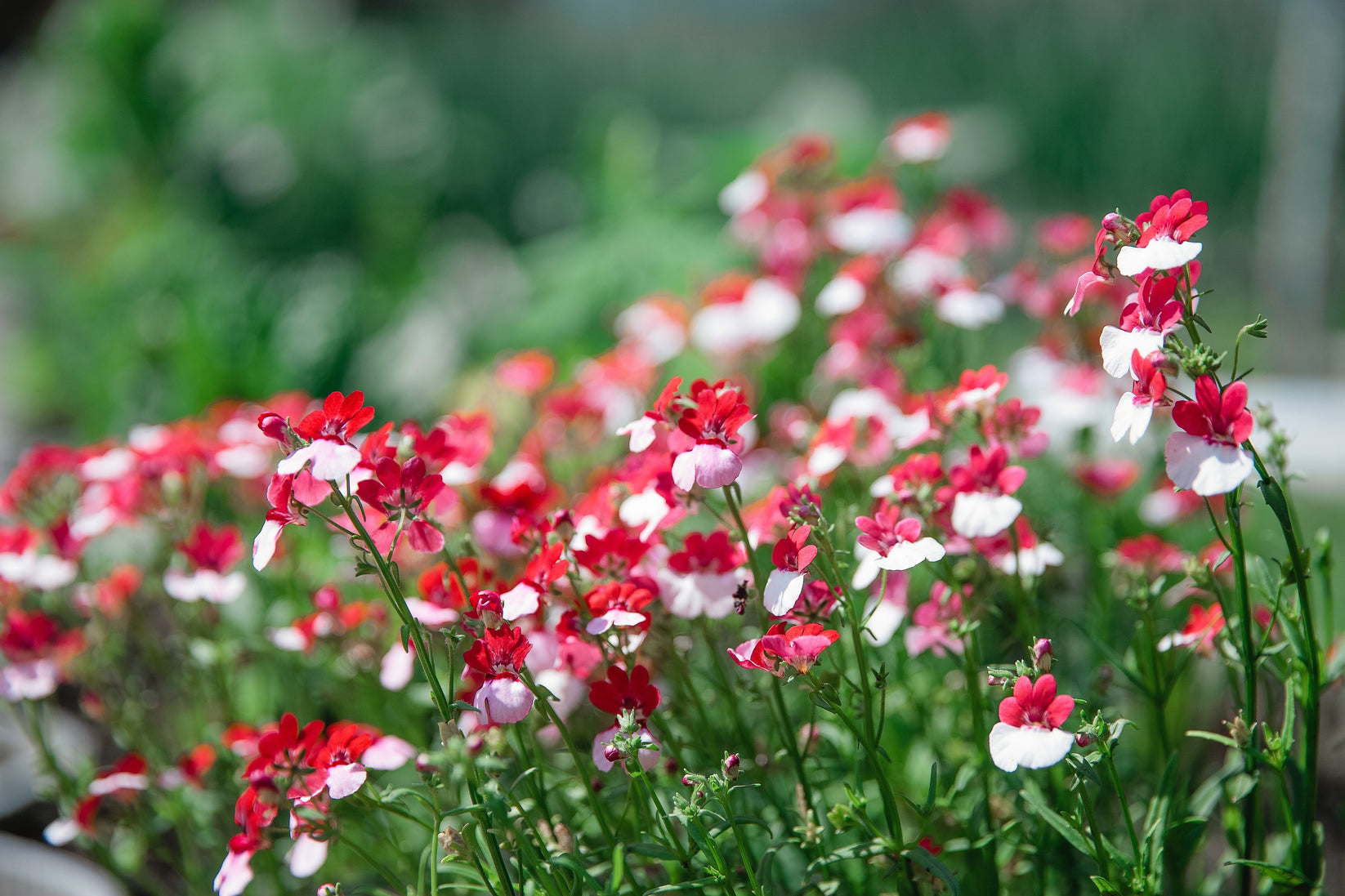 50 RED & WHITE NEMESIA Strumosa Danish Flag Fragrant Bicolor Flower Se ...