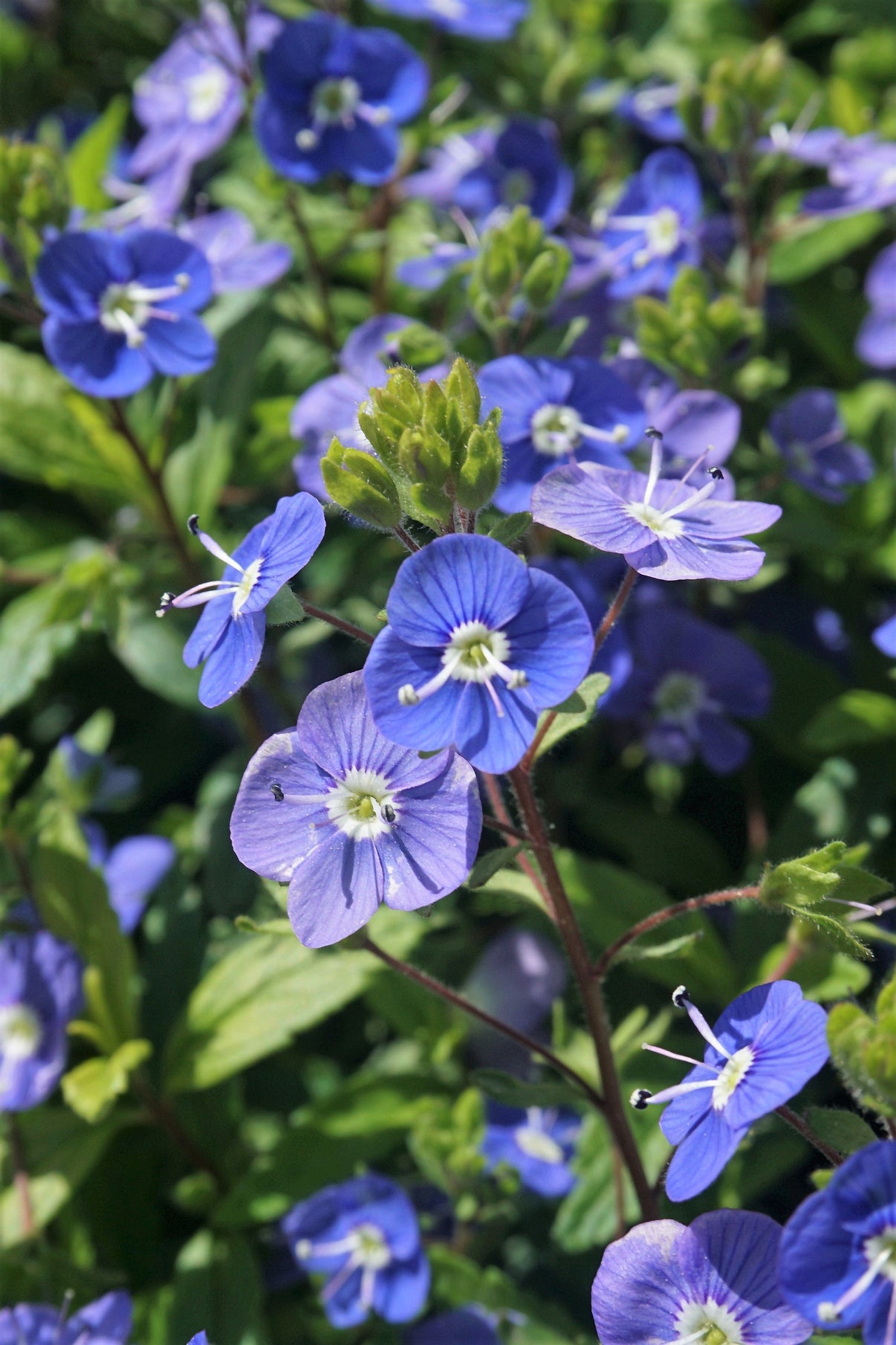 25 CREEPING BLUE SPEEDWELL Veronica Repens Groundcover Flower Seeds ...