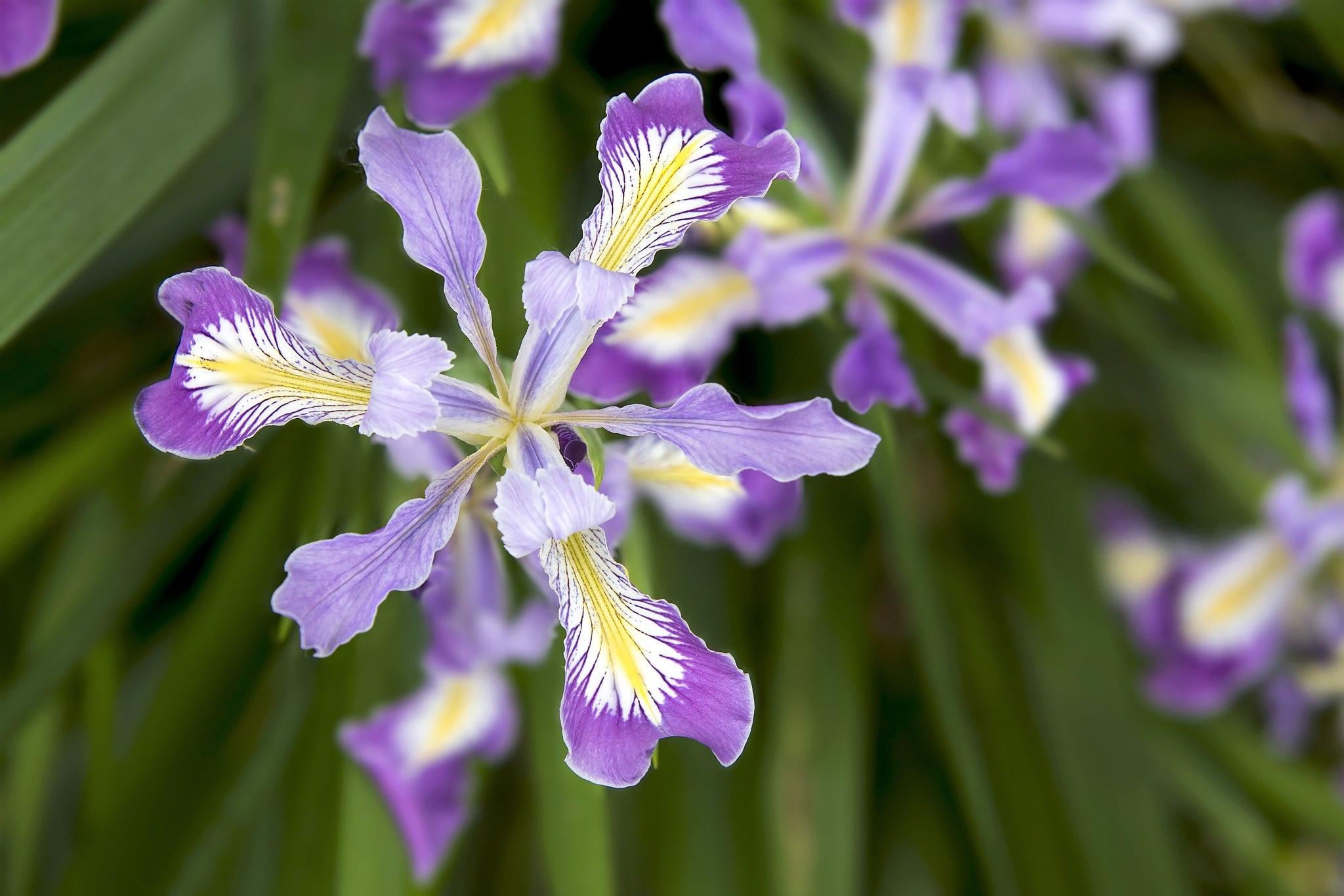 20 Blue & Purple OREGON IRIS ( Tough-Leaf Iris ) Iris Tenax Flower See ...