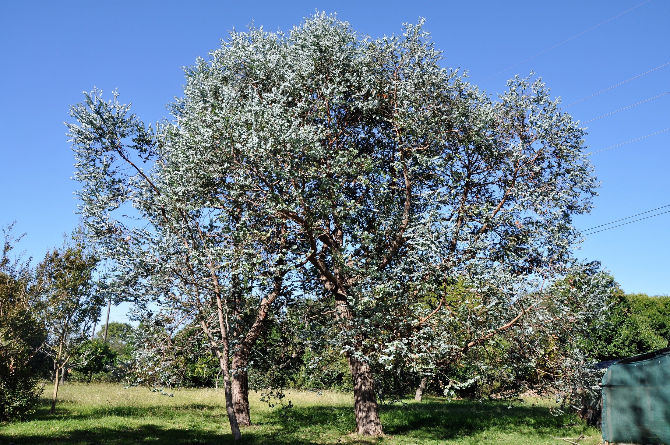 20 SILVER DROP EUCALYPTUS Gunnii Cider Gum Silver Blue Foliage Florist ...