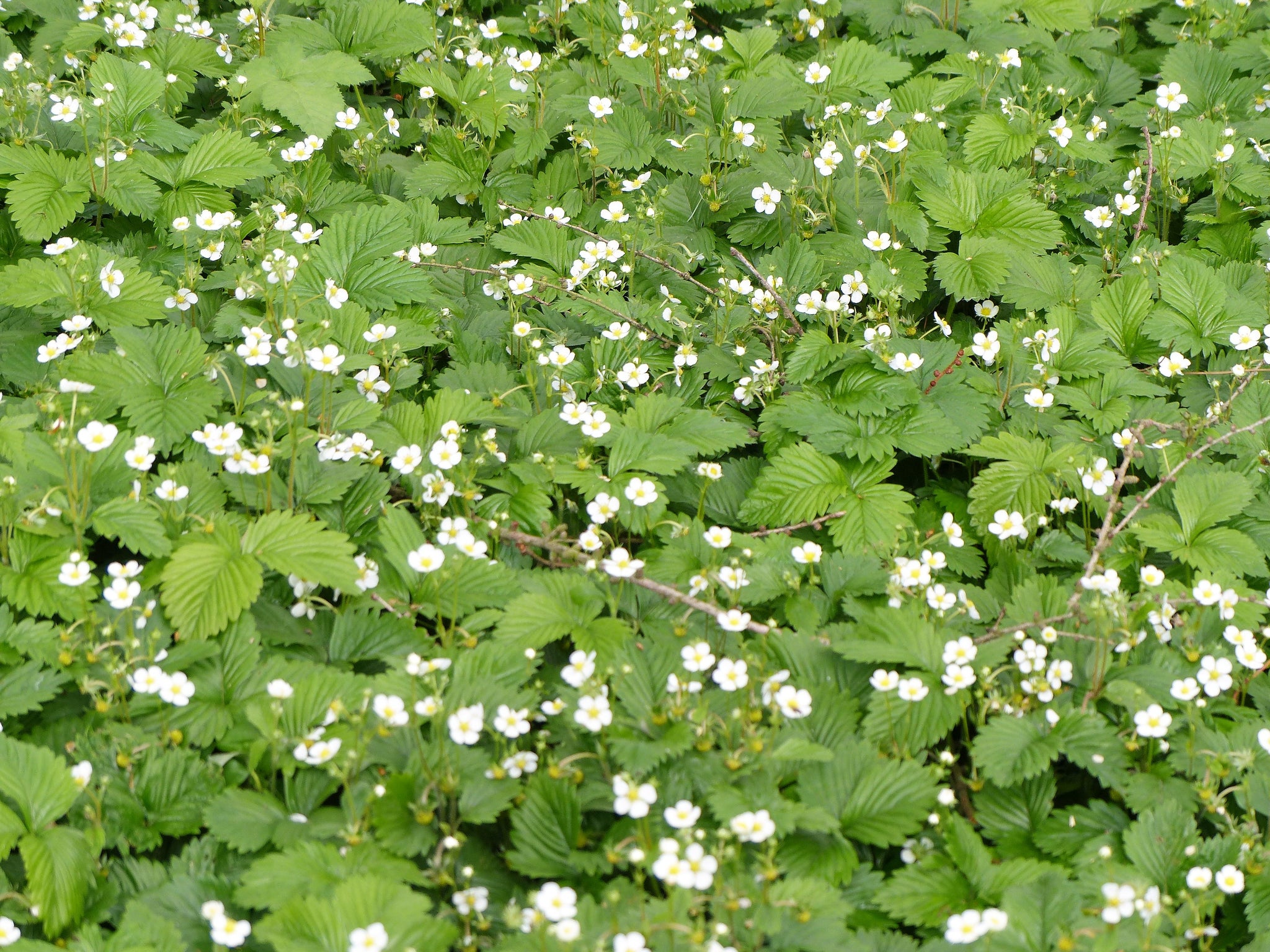 100 YELLOW WONDER STRAWBERRY Everbearing Heirloom Alpine Fragaria Vesc ...