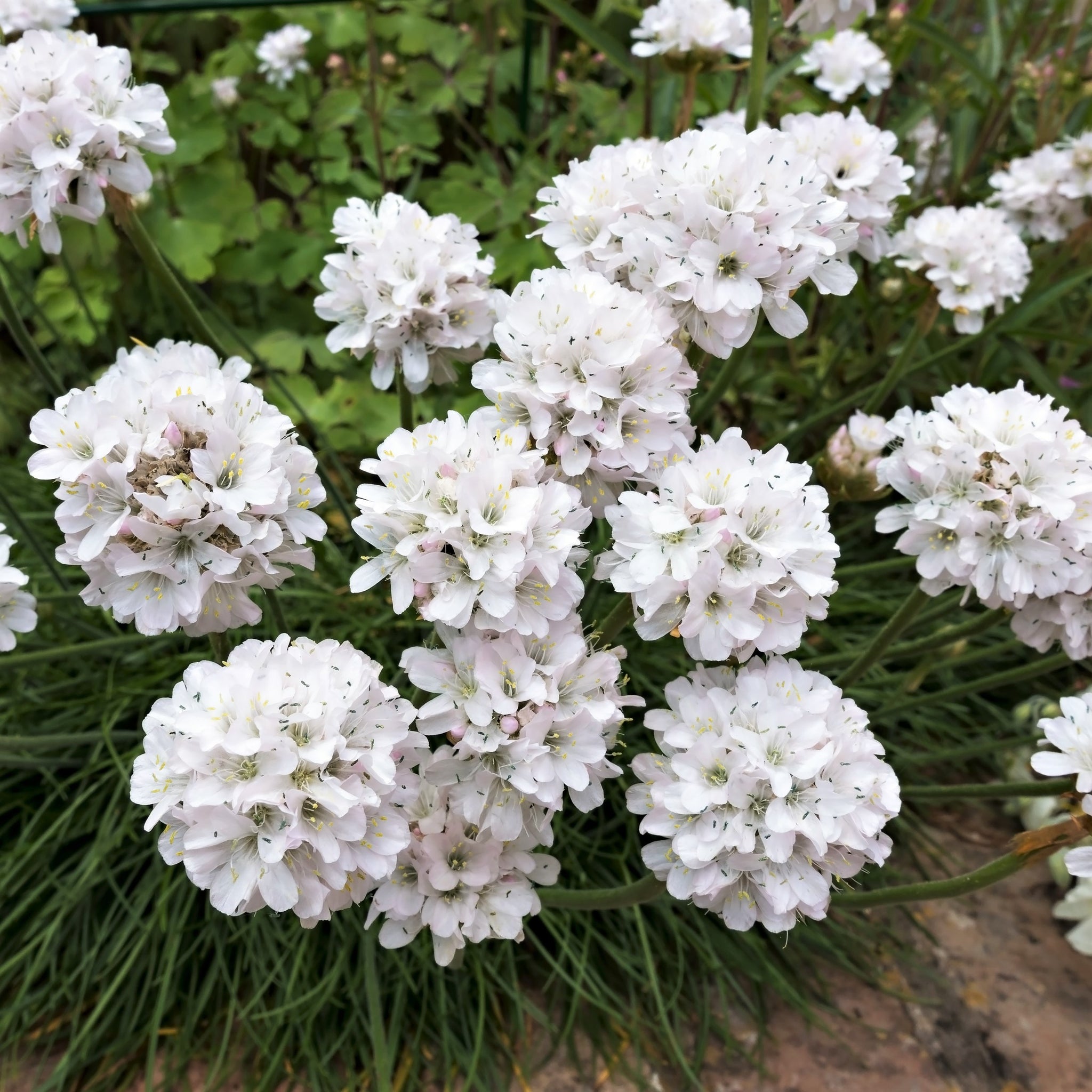 50 SEA THRIFT Armeria Maritima California Sea Pink Cliff Rose Cushion ...