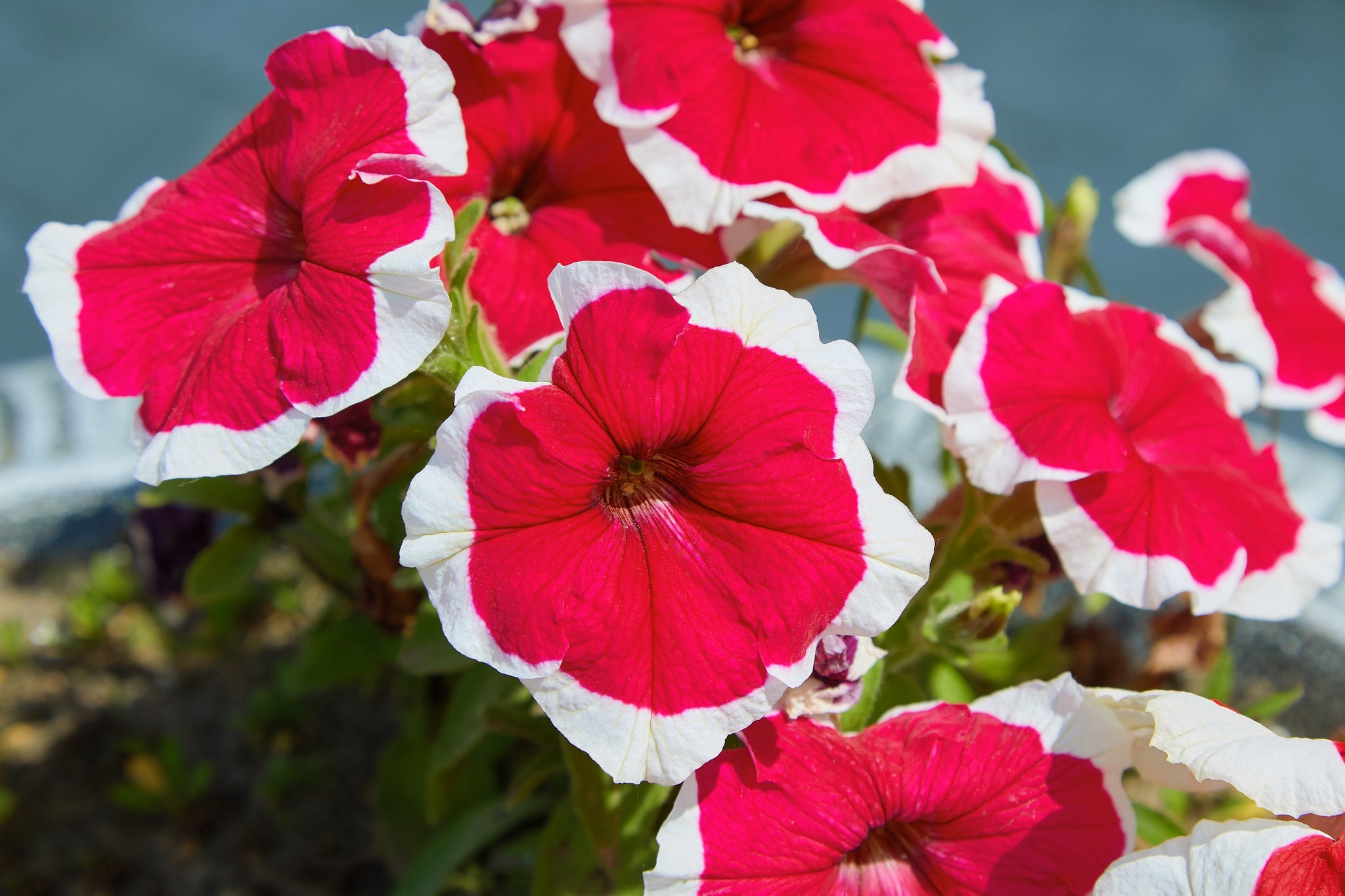 50 PICOTEE MIX PETUNIA Multiflora Mixed Colors Bicolor White Blue Purp ...