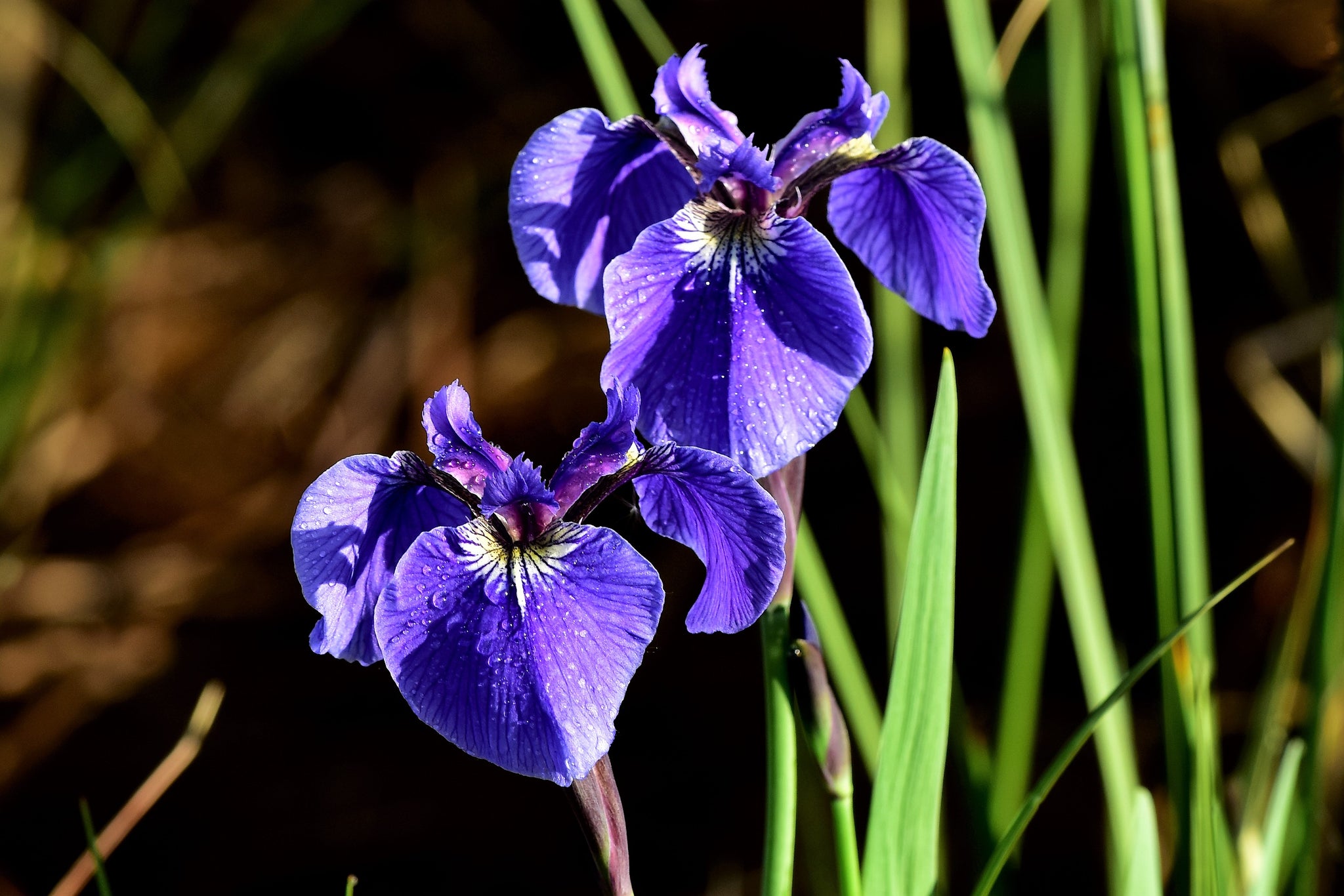 20 ALASKA IRIS Setosa Wild Flag Beachhead Blue Purple White Yellow Nat ...
