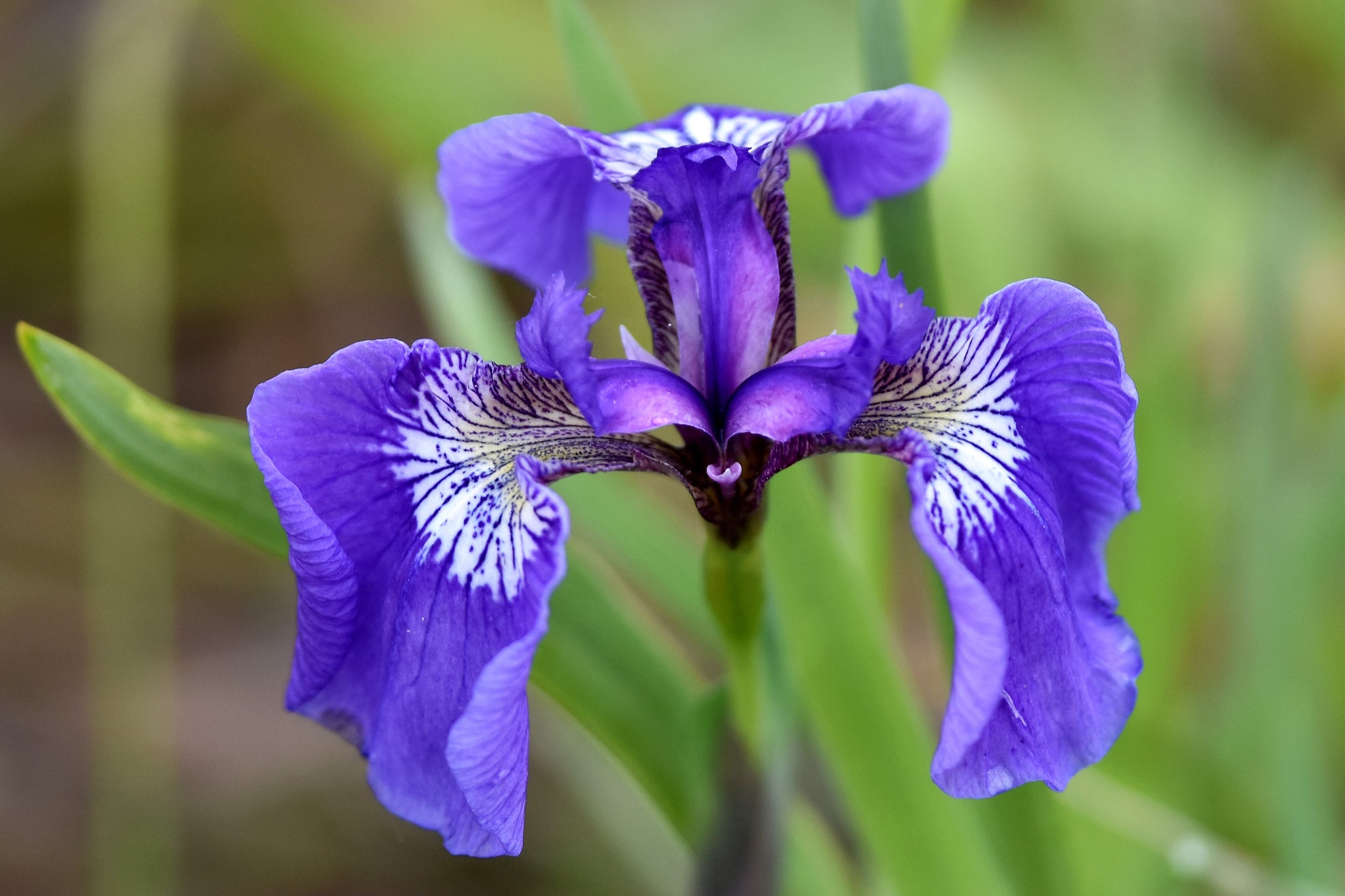 20 ALASKA IRIS Setosa Wild Flag Beachhead Blue Purple White Yellow Nat ...