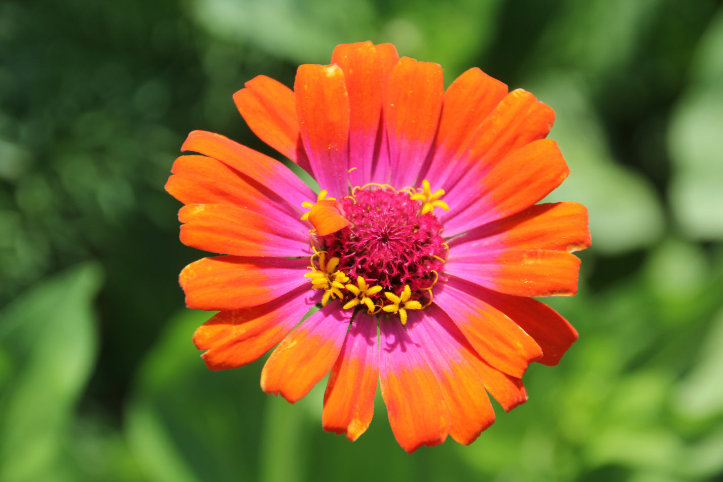 50 CAROUSEL MIX ZINNIA Elegans Carrousel Whirligig Mixed Colors Bicolo ...