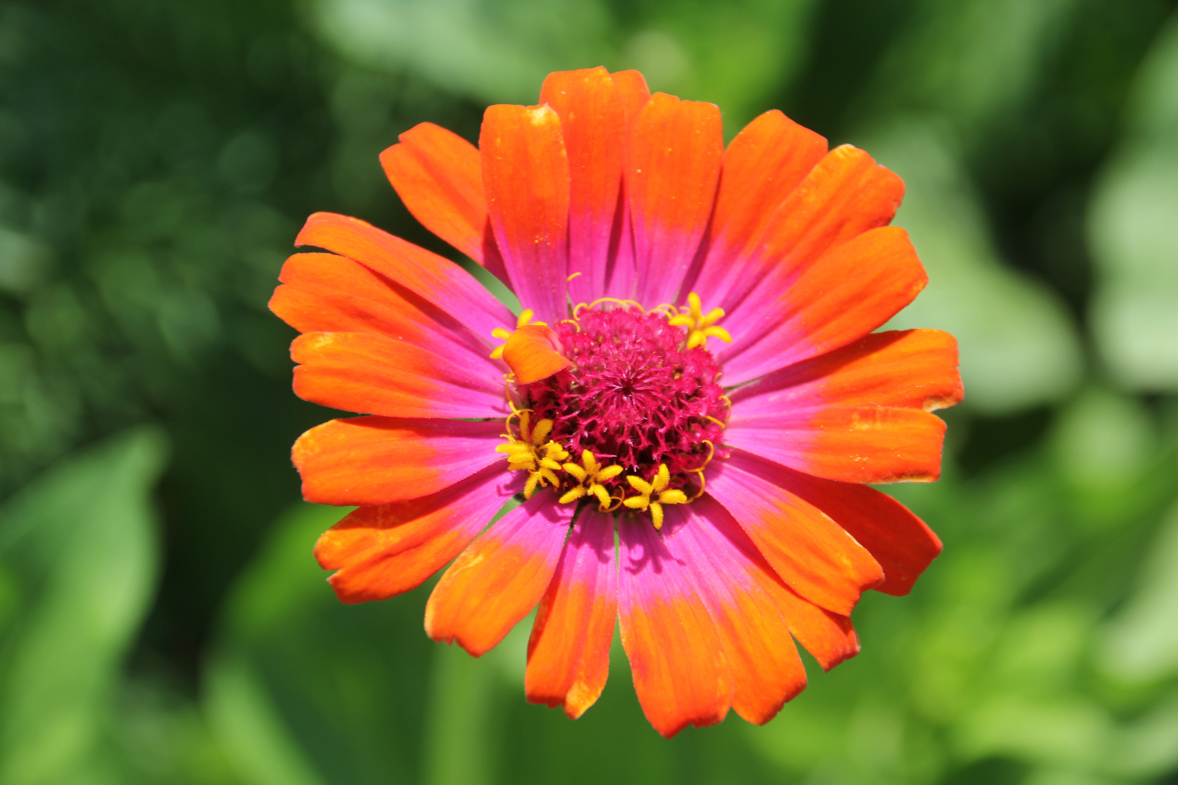 50 CAROUSEL MIX ZINNIA Elegans Carrousel Whirligig Mixed Colors Bicolo ...