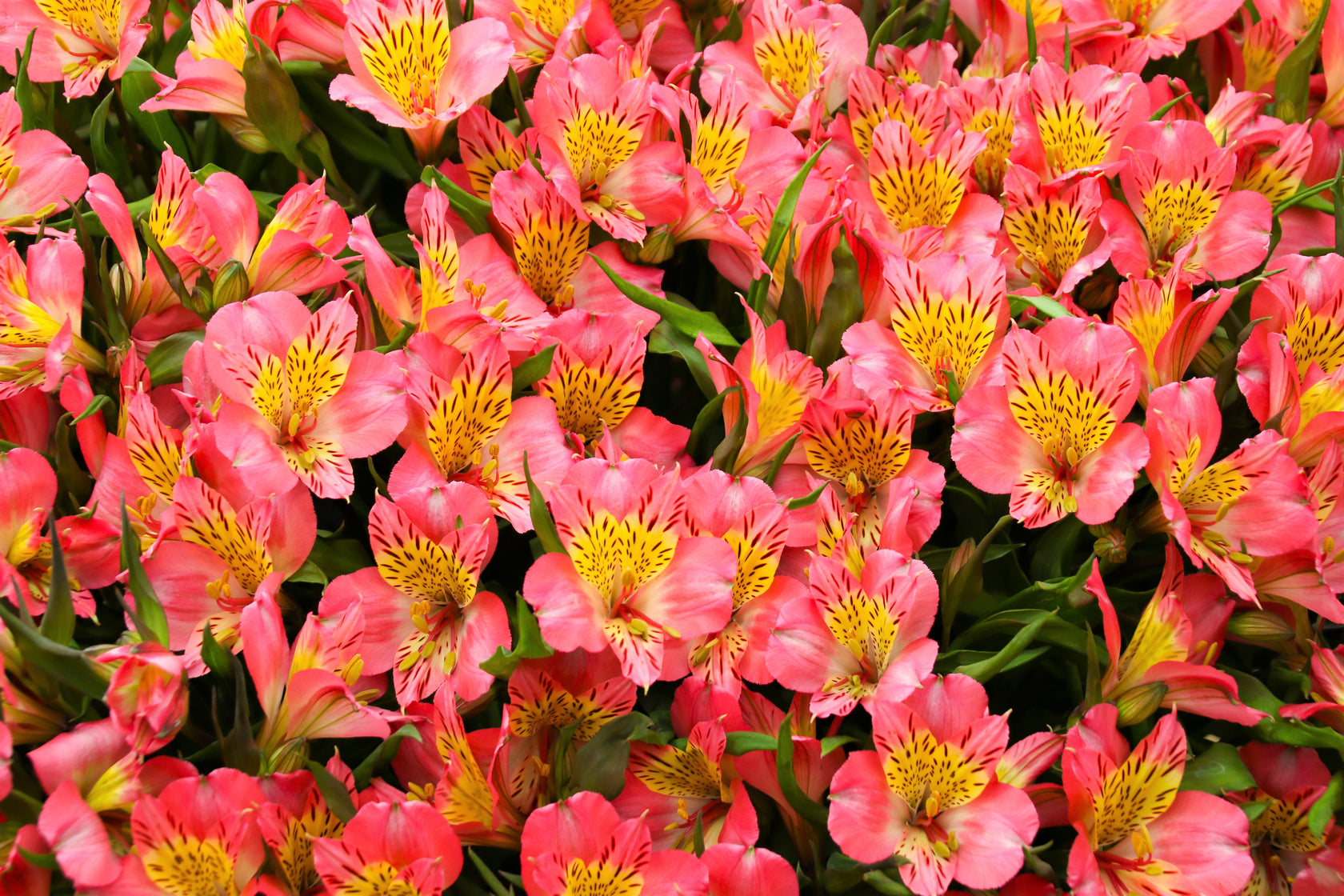 10 PERUVIAN LILY MIX Alstroemeria Ligtu Myers Hybrids Mixed Colors Flo ...
