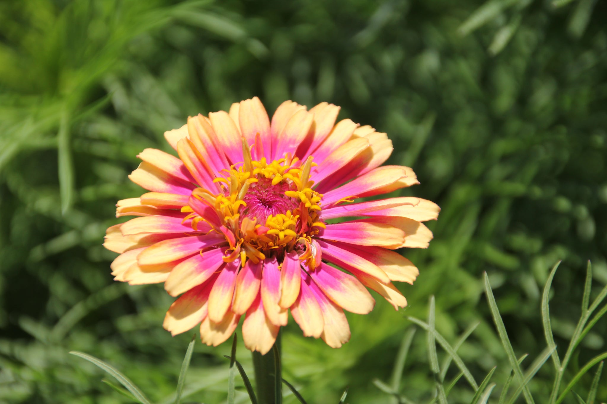 50 CAROUSEL MIX ZINNIA Elegans Carrousel Whirligig Mixed Colors Bicolo ...