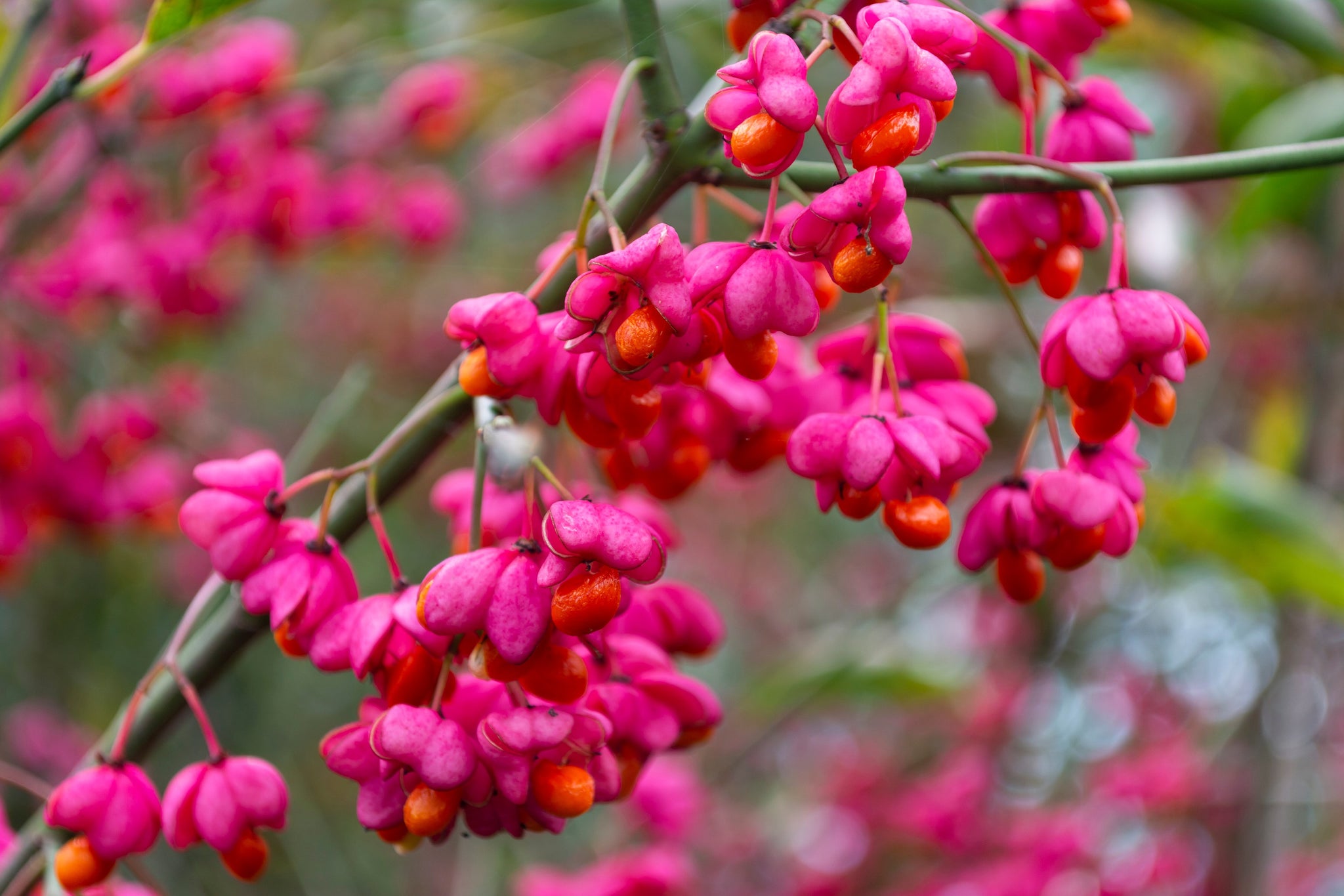 25 EUROPEAN SPINDLE TREE Euonymus Europaeus Spindletree Pink & Orange ...
