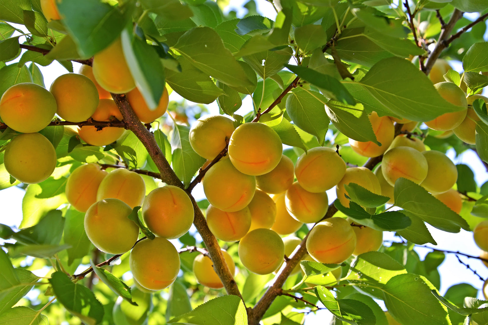 5 COMMON APRICOT Fruit Tree Prunus Armeniaca White Pink Flower Seeds ...