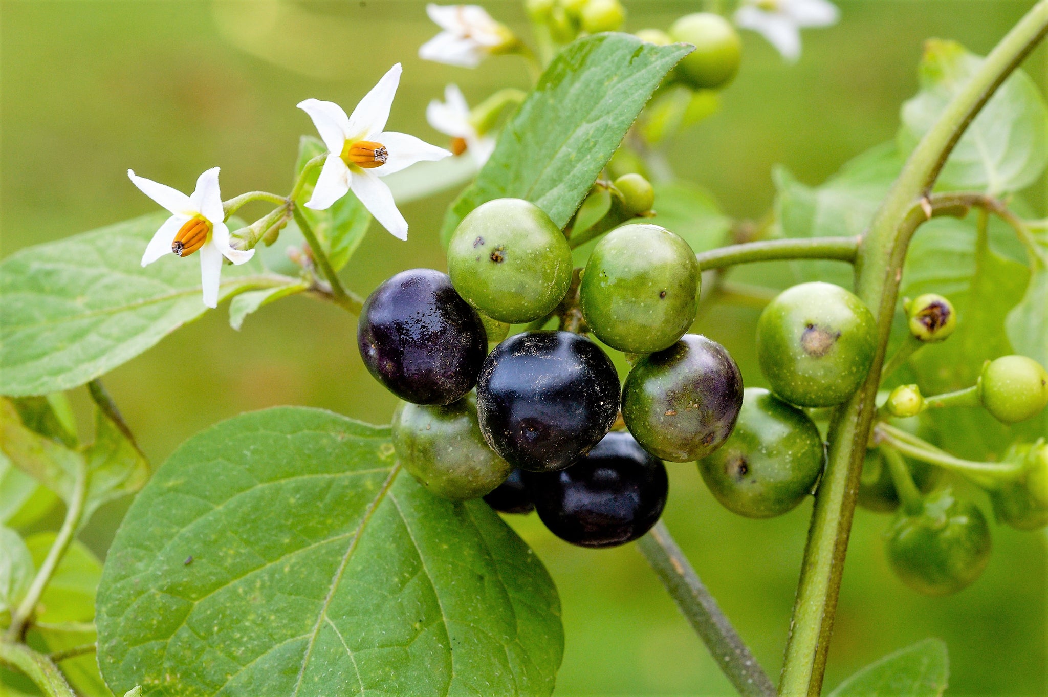 100 GARDEN HUCKLEBERRY (Ground Cherry) Solanum Melanocerasum Berry Fru ...