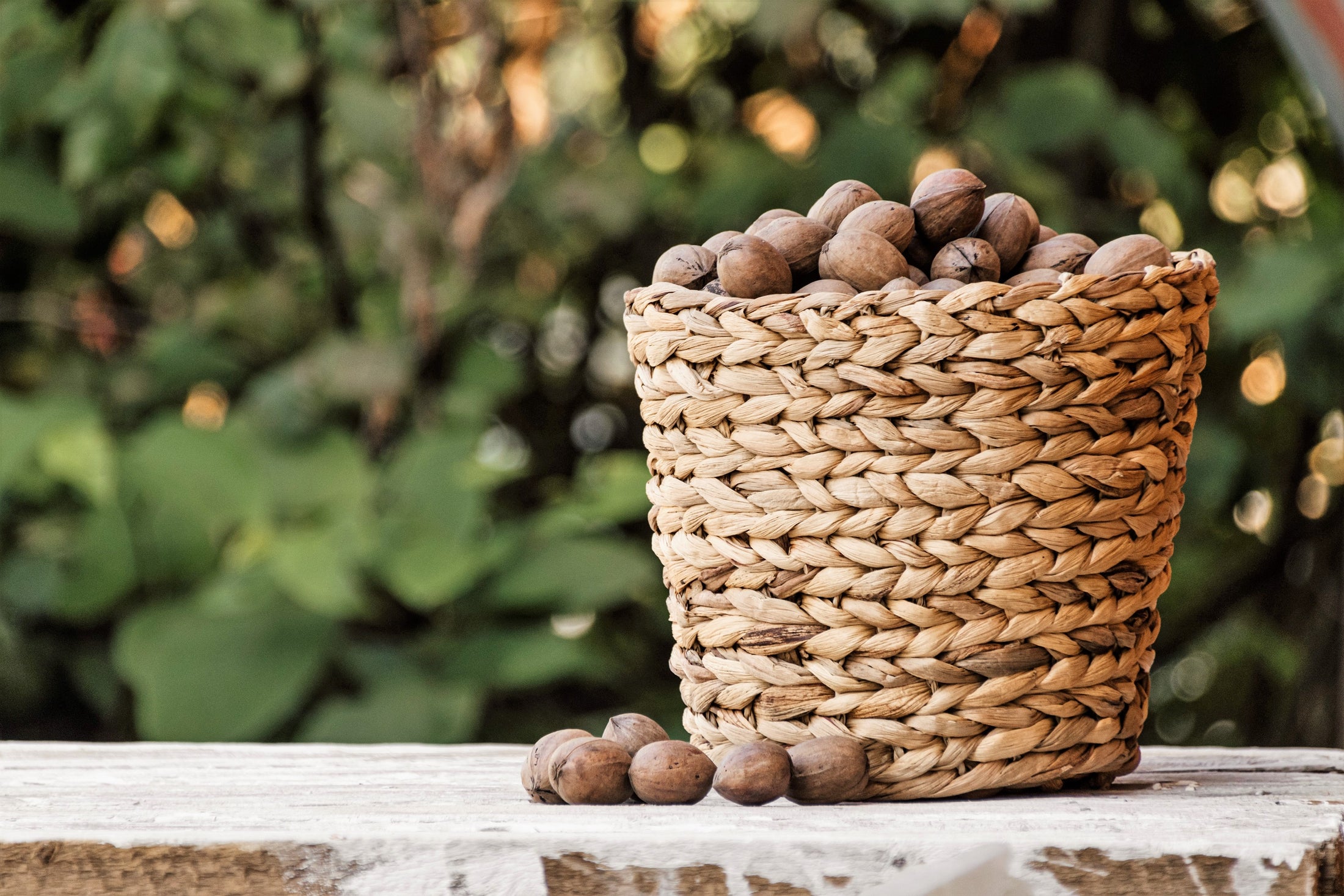 5 HARDY PECAN Tree Carya Illinoinensis King Nut Native Fruit Tree Seed ...