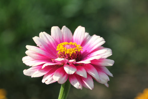 50 CAROUSEL MIX ZINNIA Elegans Carrousel Whirligig Mixed Colors Bicolo ...