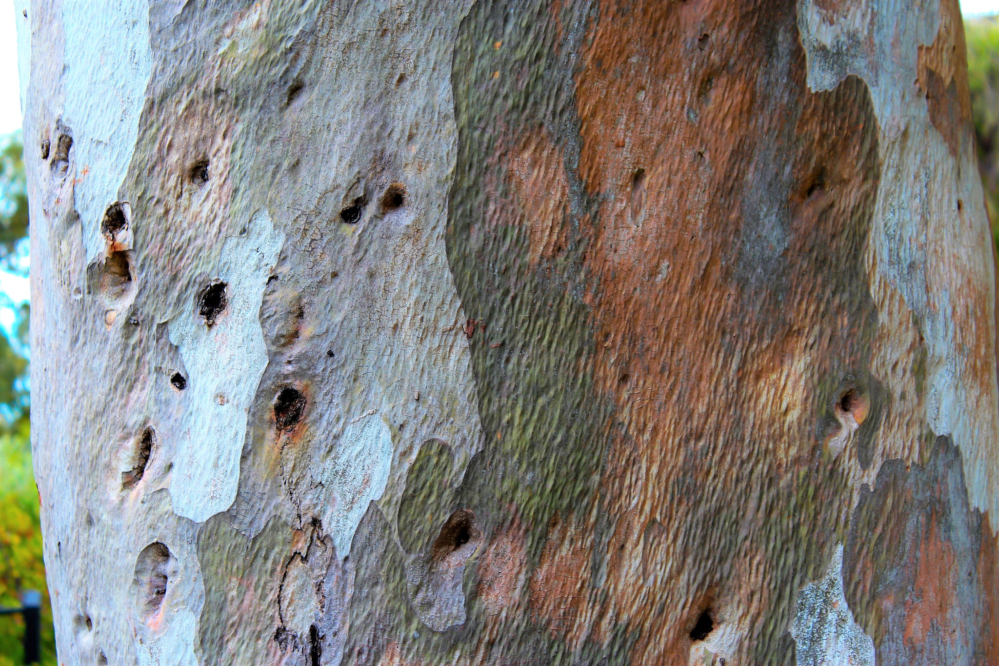 50 LEMON SCENTED EUCALYPTUS Citriodora Tree aka Lemon Bush & Spotted G ...